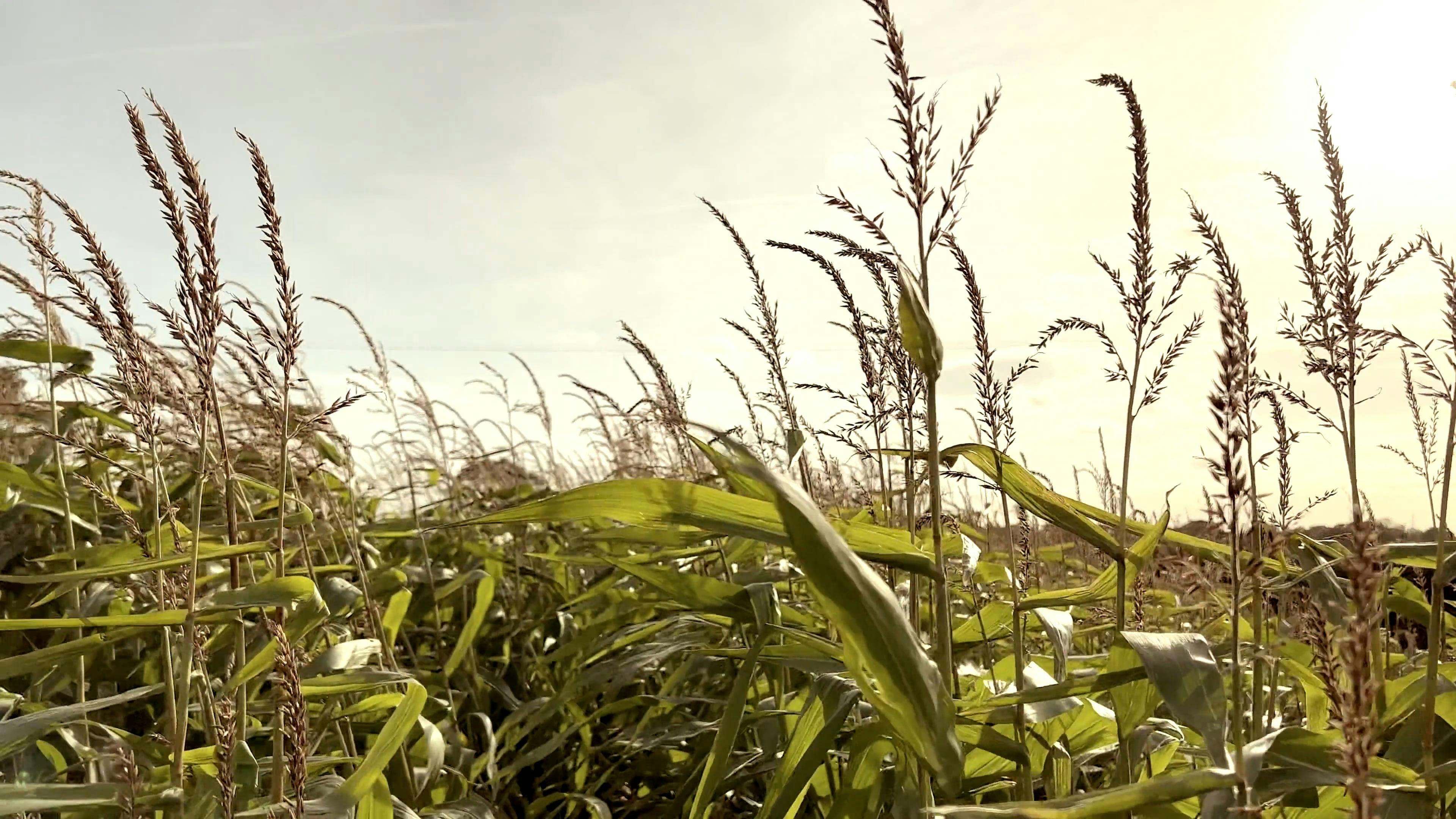 Sun over Corn Field Free Stock Video Footage, Royalty-Free 4K & HD ...