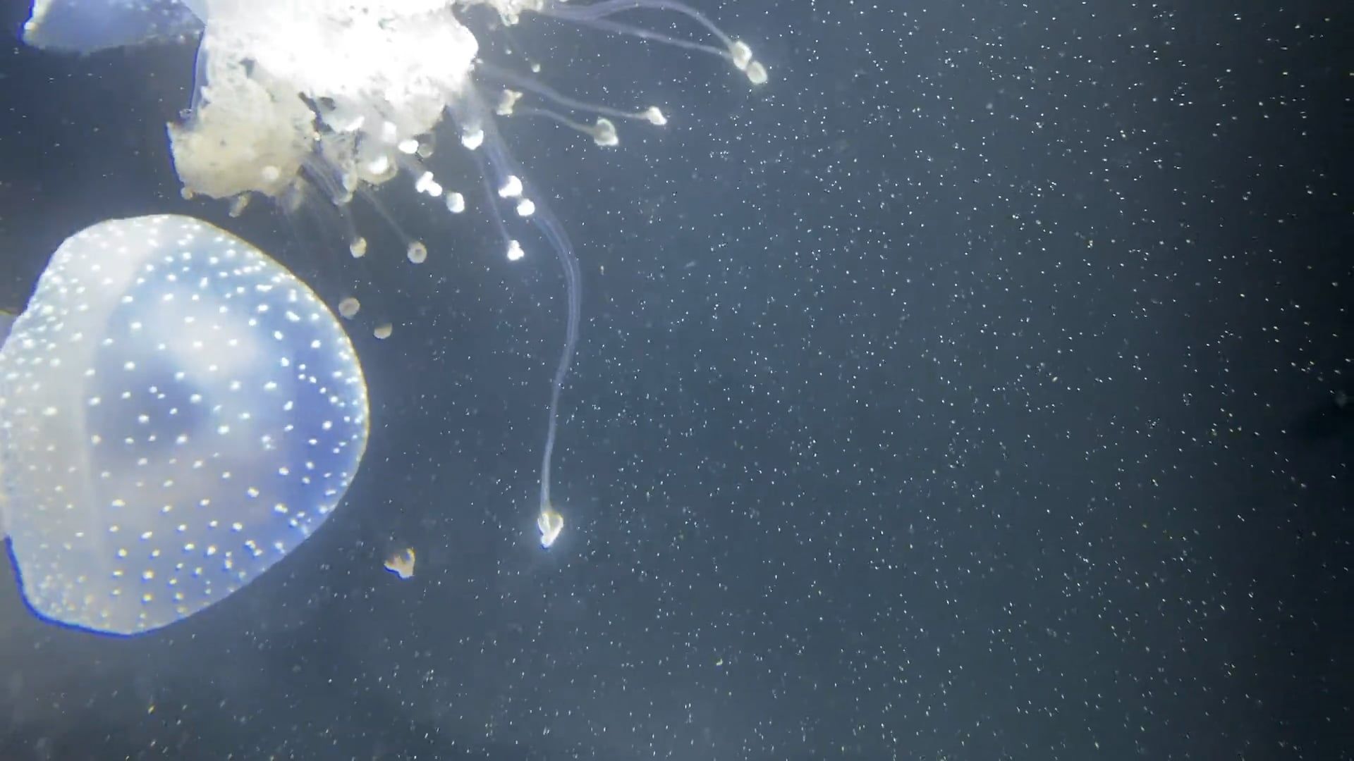 Jellyfish Swimming In Circular Motion In An Aquarium Free Stock Video ...