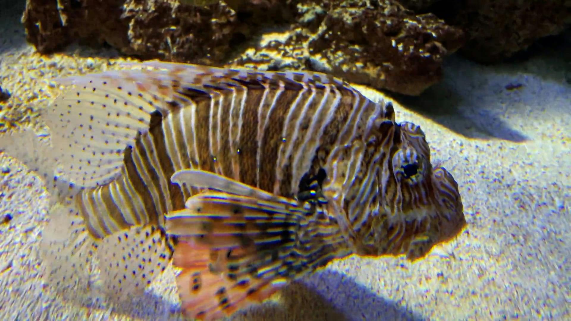 Tortoise and fish underwater Free Stock Video Footage, Royalty-Free 4K ...