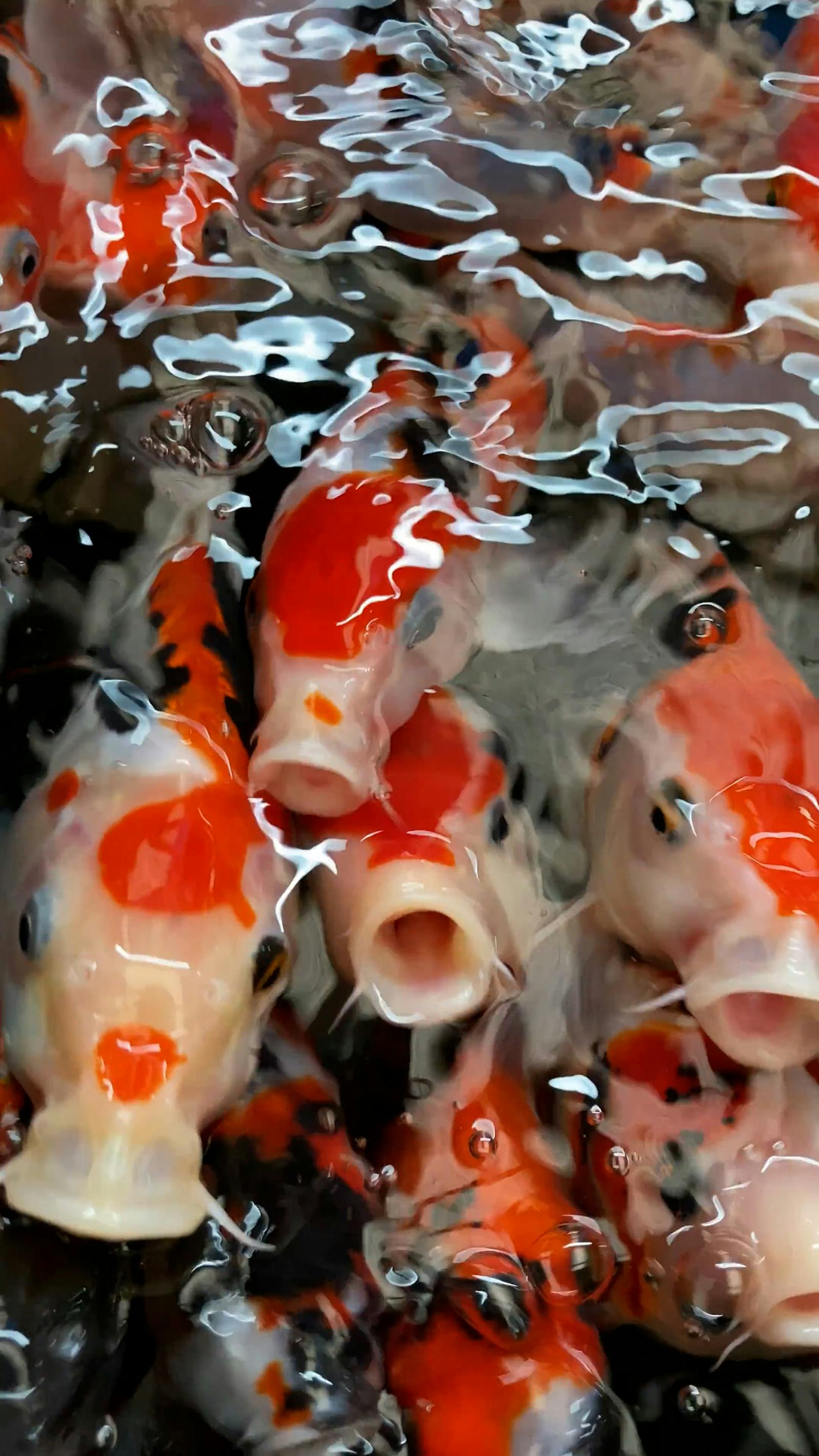 Koi Fish Sachiro Videos, Download The BEST Free 4k Stock Video Footage ...