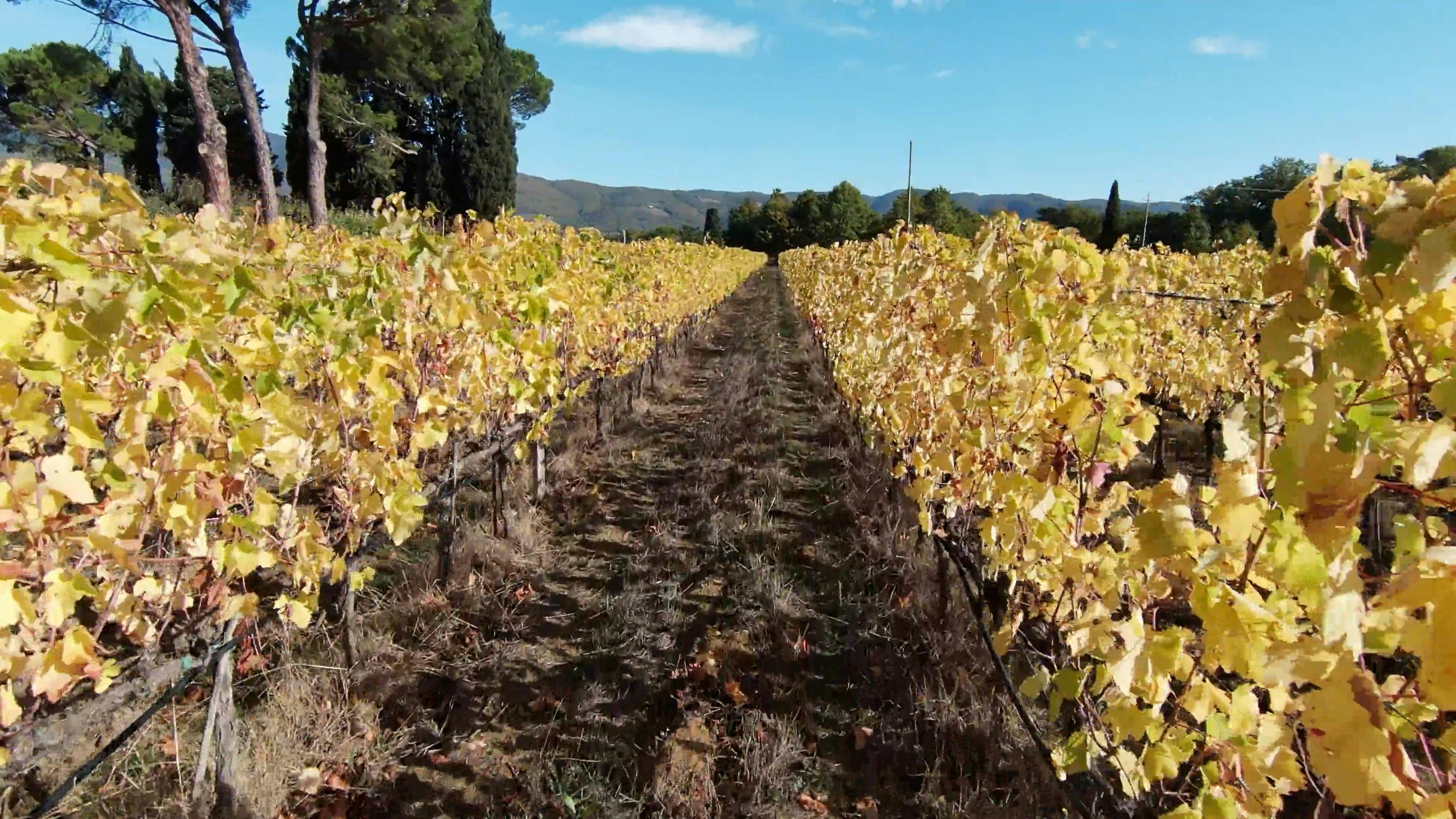 Vigna Radiata Videos, Download The BEST Free 4k Stock Video Footage ...