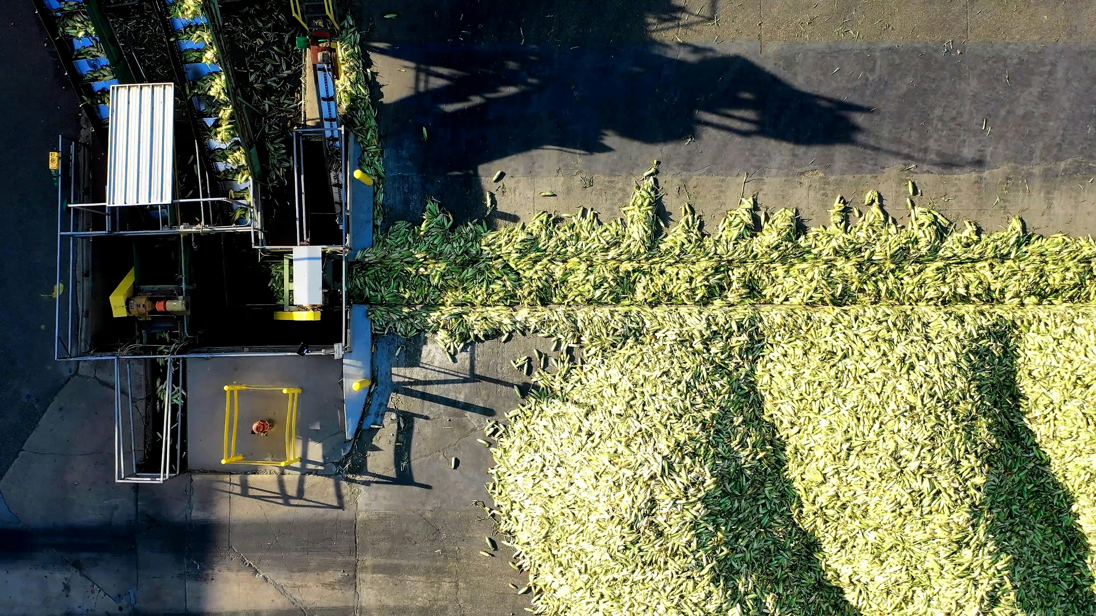 An Aerial Footage of Corns on a Conveyor Free Stock Video Footage ...