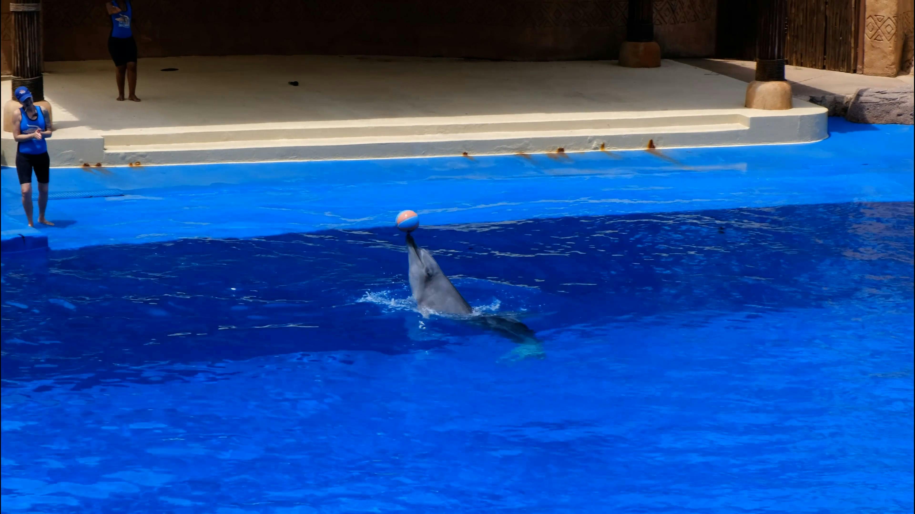 Video of a Dolphins Show Free Stock Video Footage, Royalty-Free 4K & HD ...