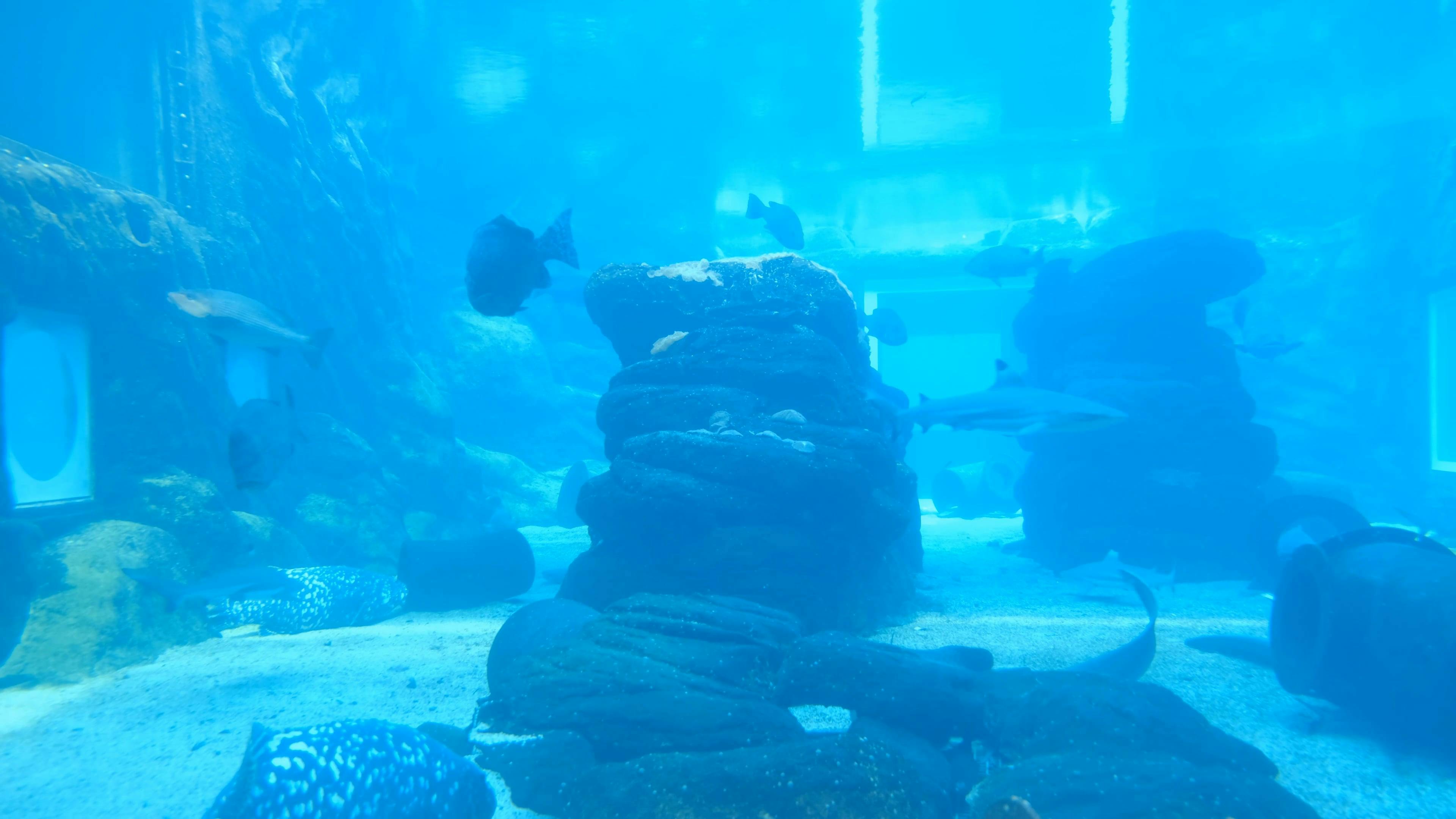 Evil Eye Puffer Fish in Aquarium Free Stock Video Footage, Royalty-Free ...