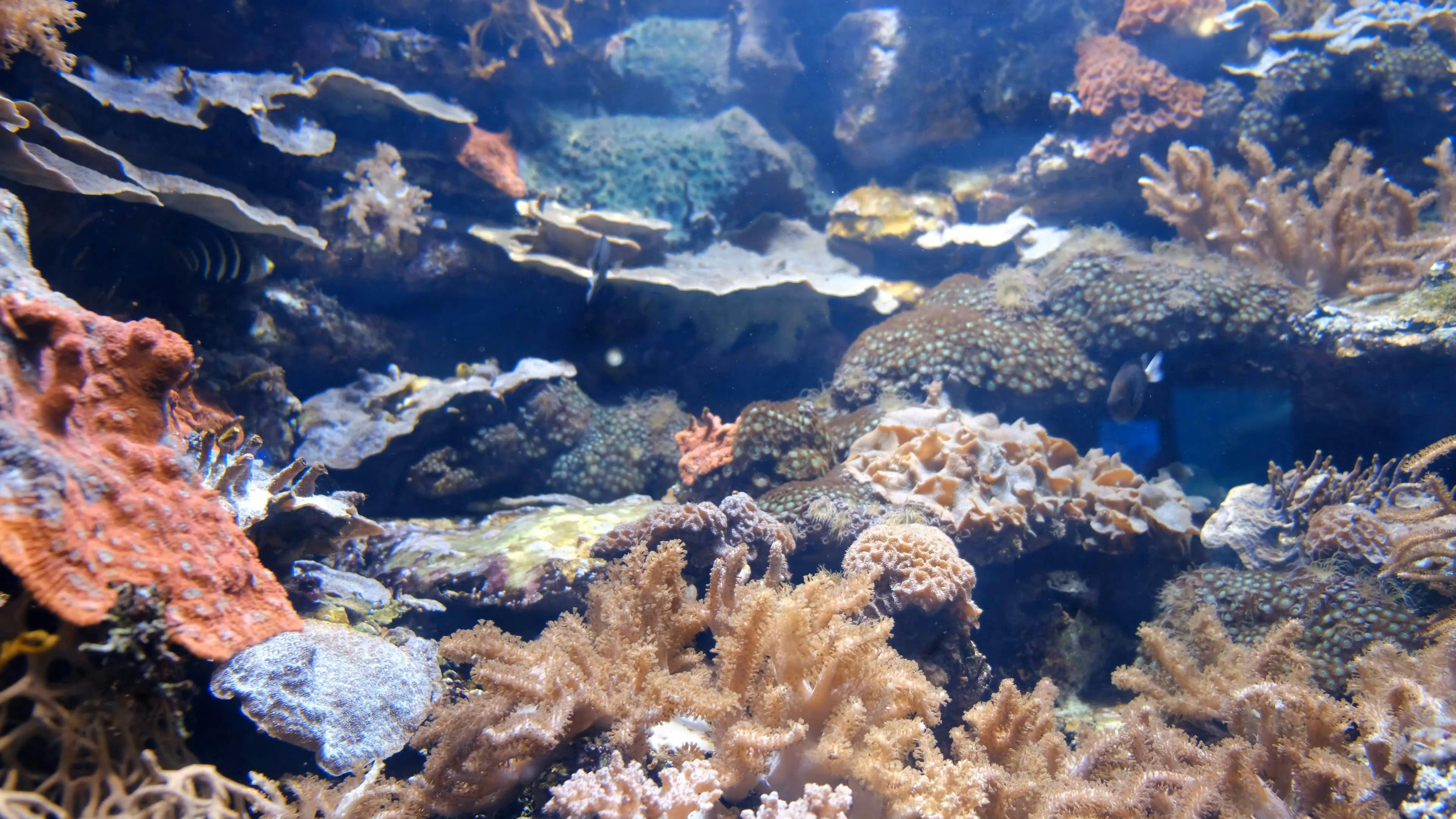 Colorful Marine Fishes Inside An Aquarium Free Stock Video Footage ...