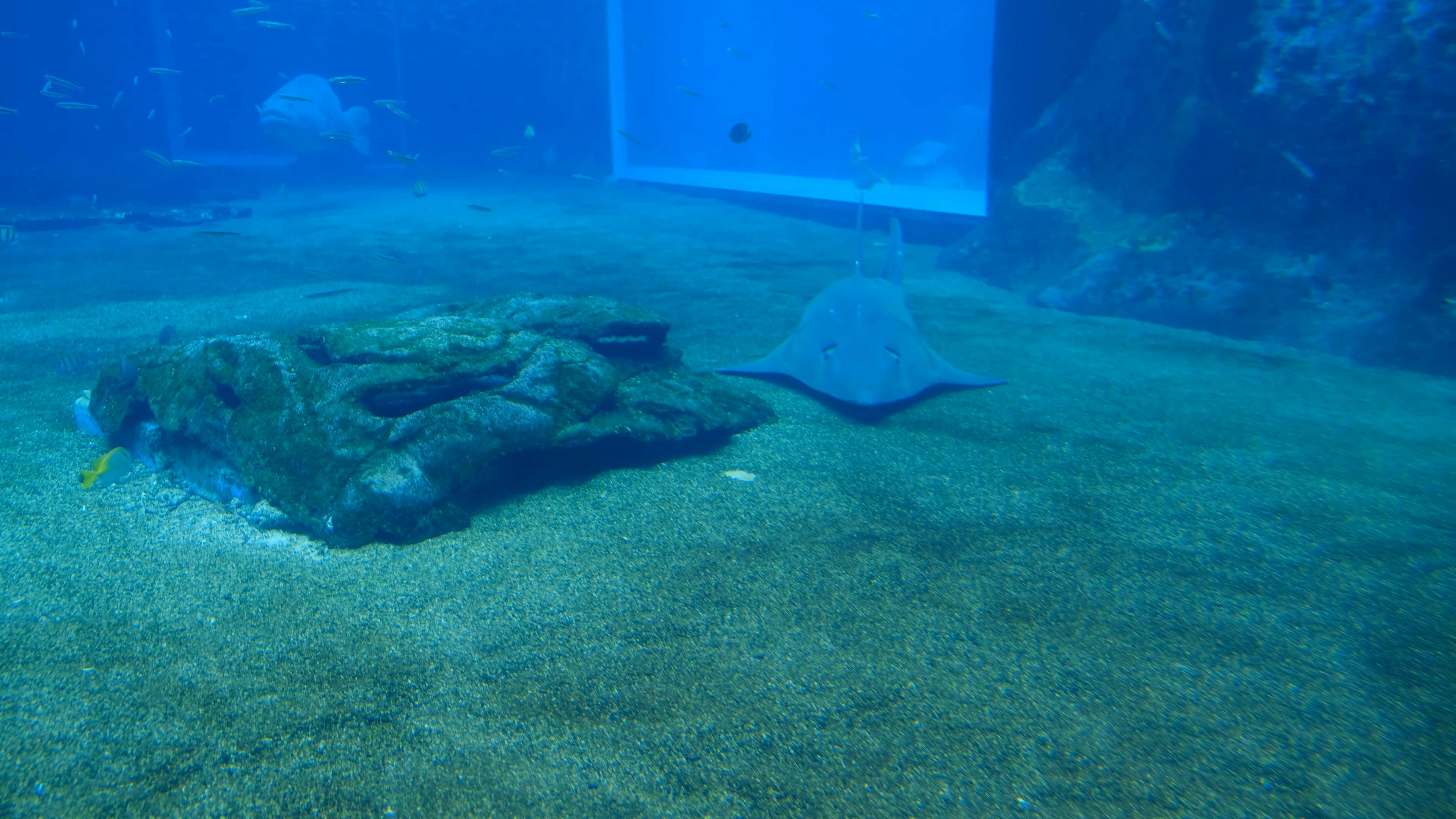 Fish Swimming in Aquarium Free Stock Video Footage, Royalty-Free 4K ...