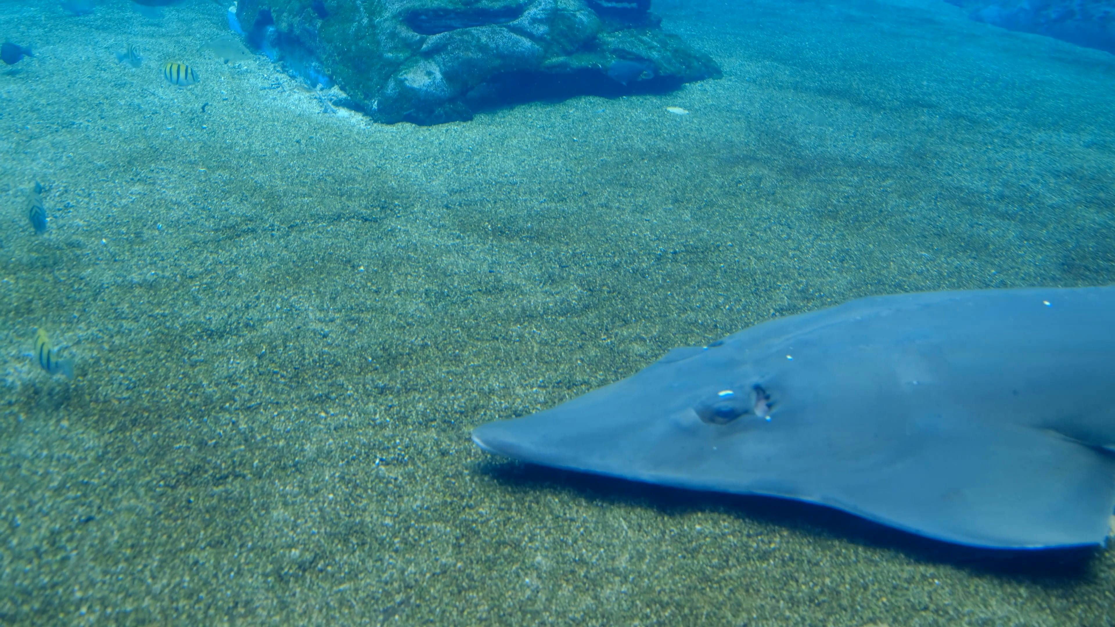 Big Fish Swimming near Bottom Free Stock Video Footage, Royalty-Free 4K ...