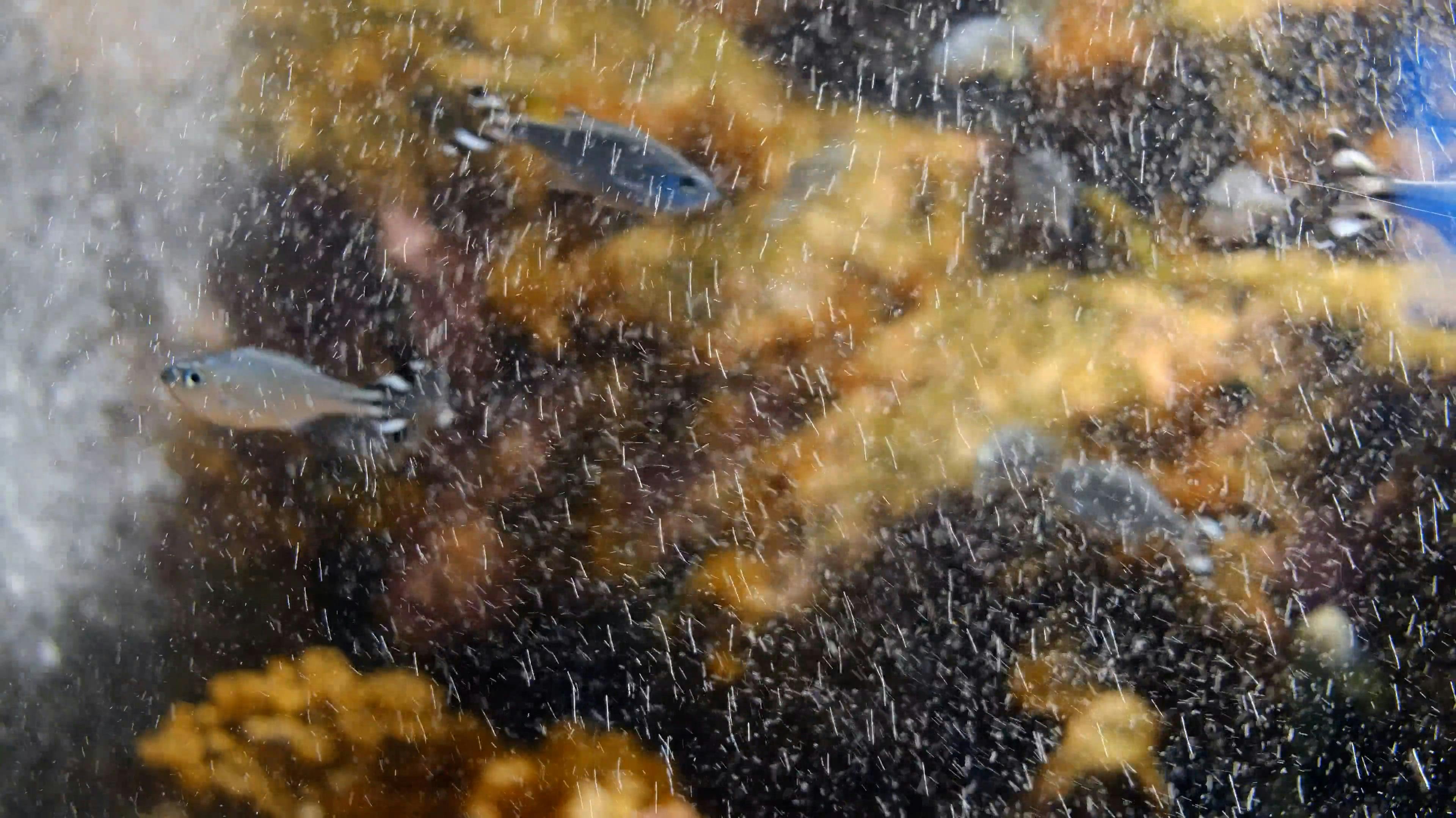 Fish Inside Aquarium Free Stock Video Footage, Royalty-Free 4K & HD ...