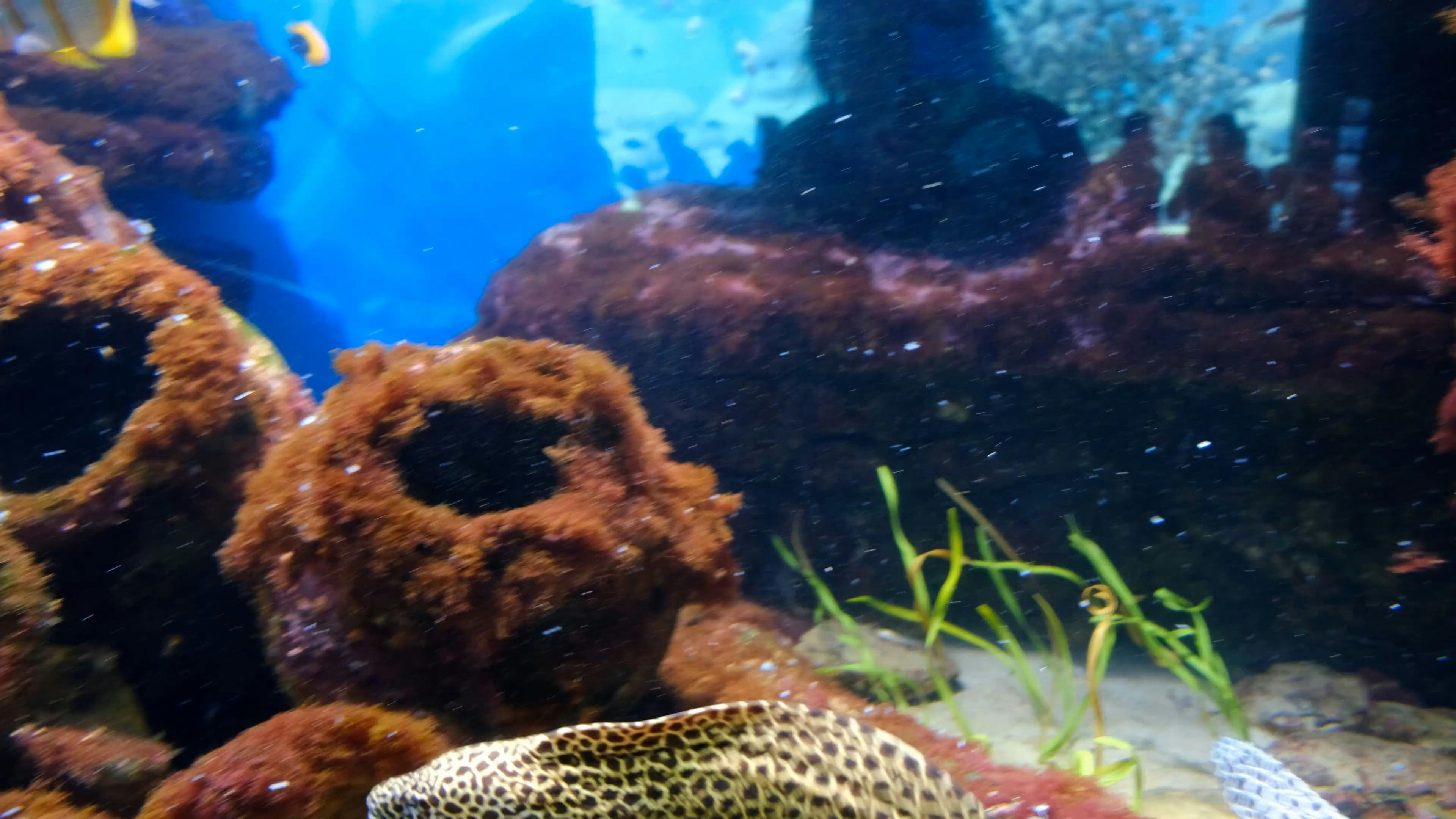 Fish Inside Aquarium Free Stock Video Footage, Royalty-Free 4K & HD ...