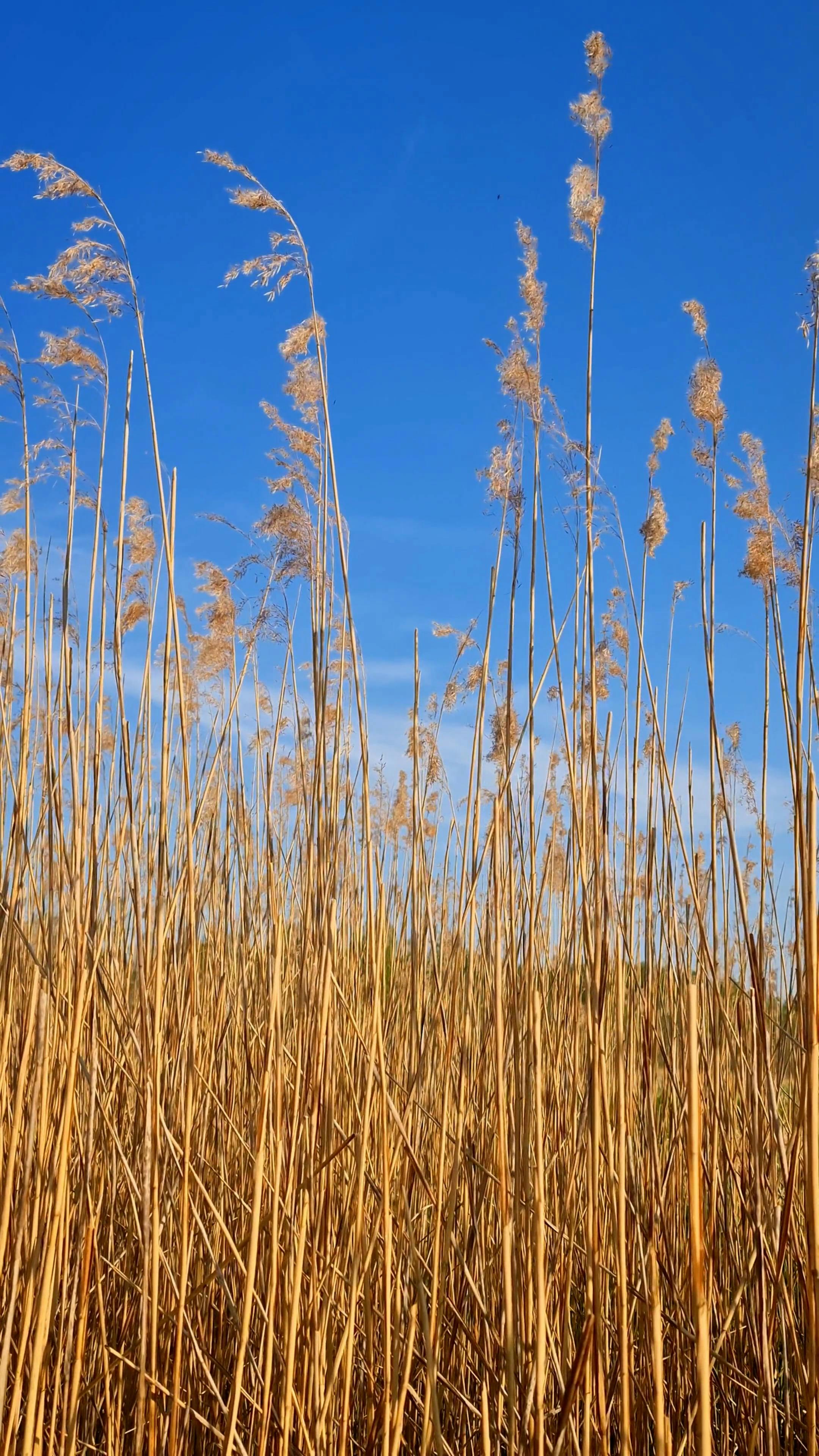 Reeds Against Blue Sky Free Stock Video Footage, Royalty-Free 4K & HD ...