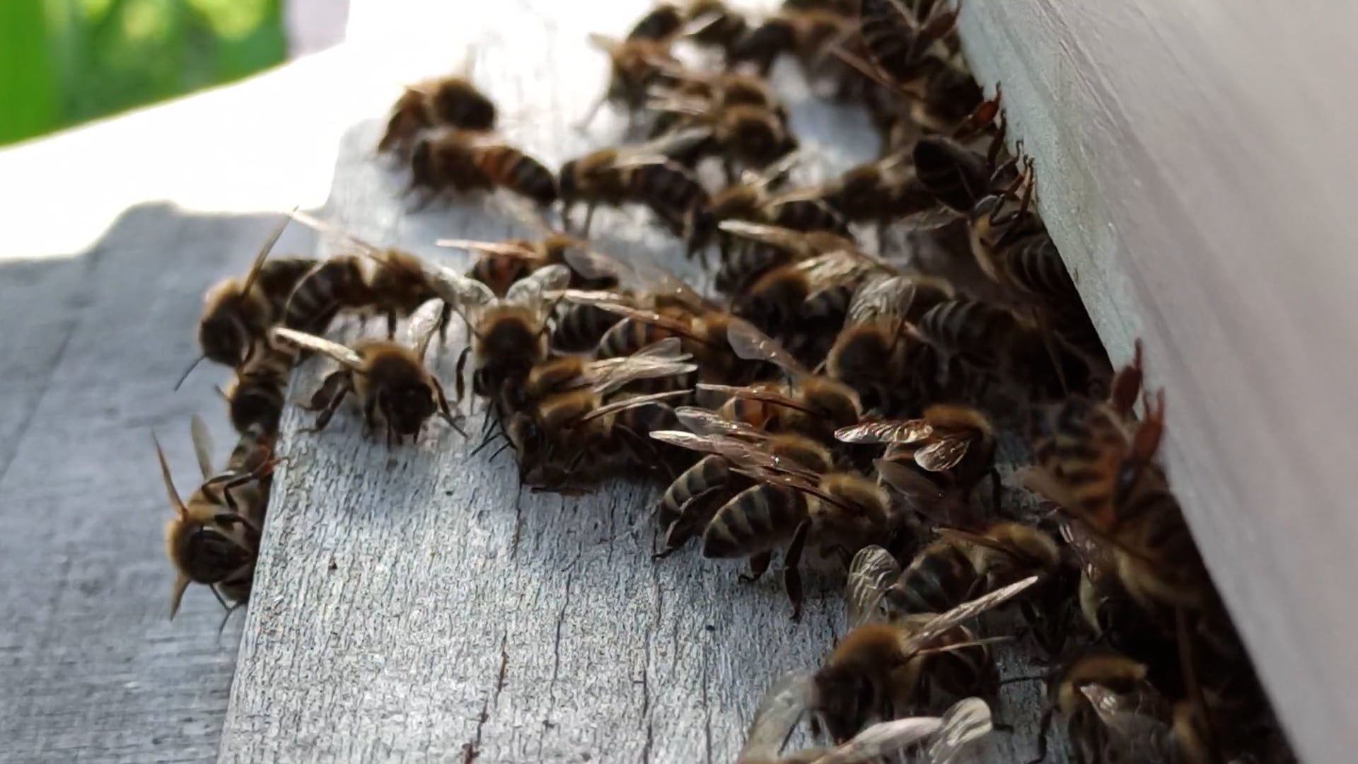 Vídeos de stock gratuitos sobre abeja, abejas, agricultura, al aire ...