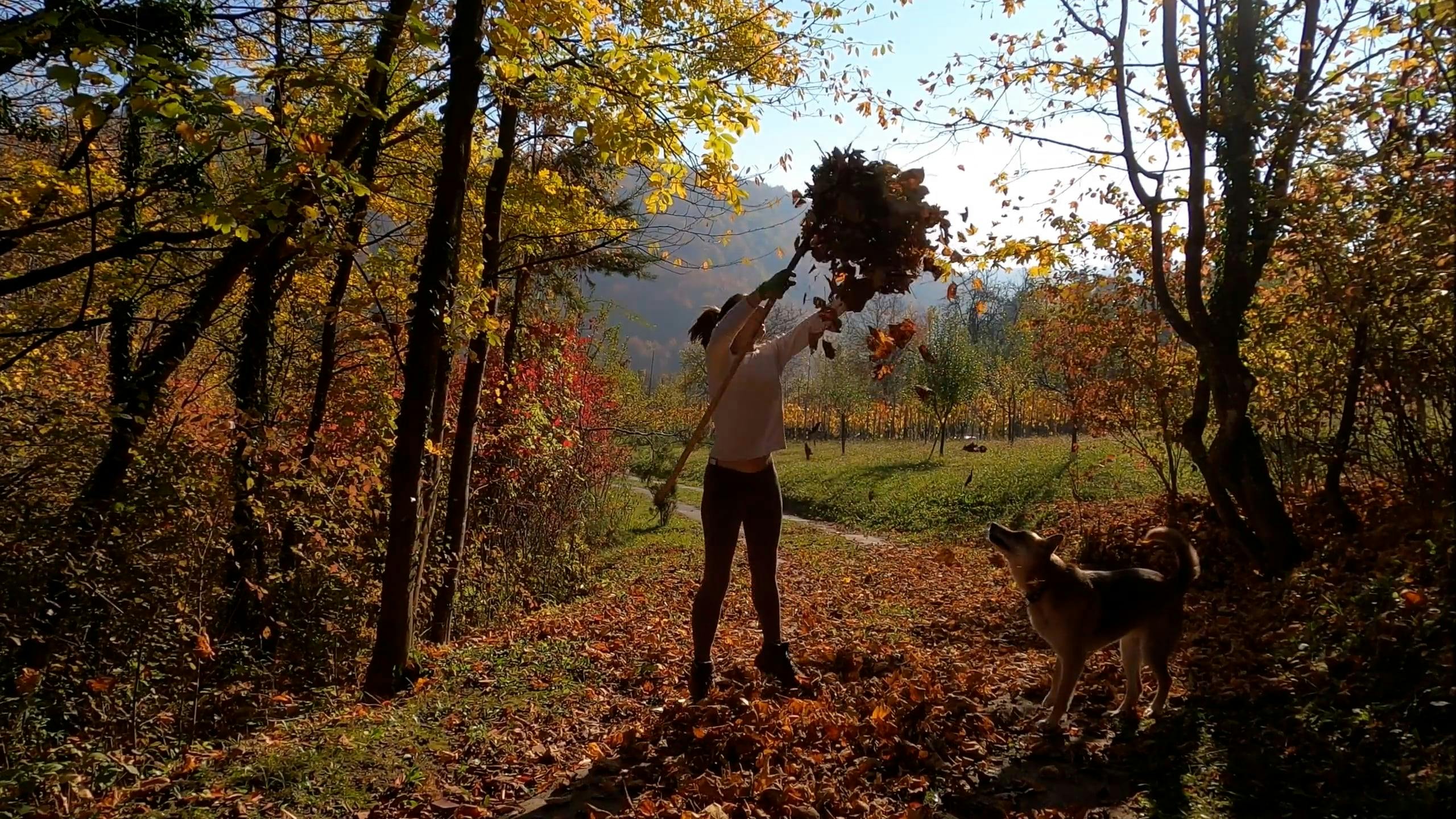 Rake Videos, Download The BEST Free 4k Stock Video Footage & Rake HD ...