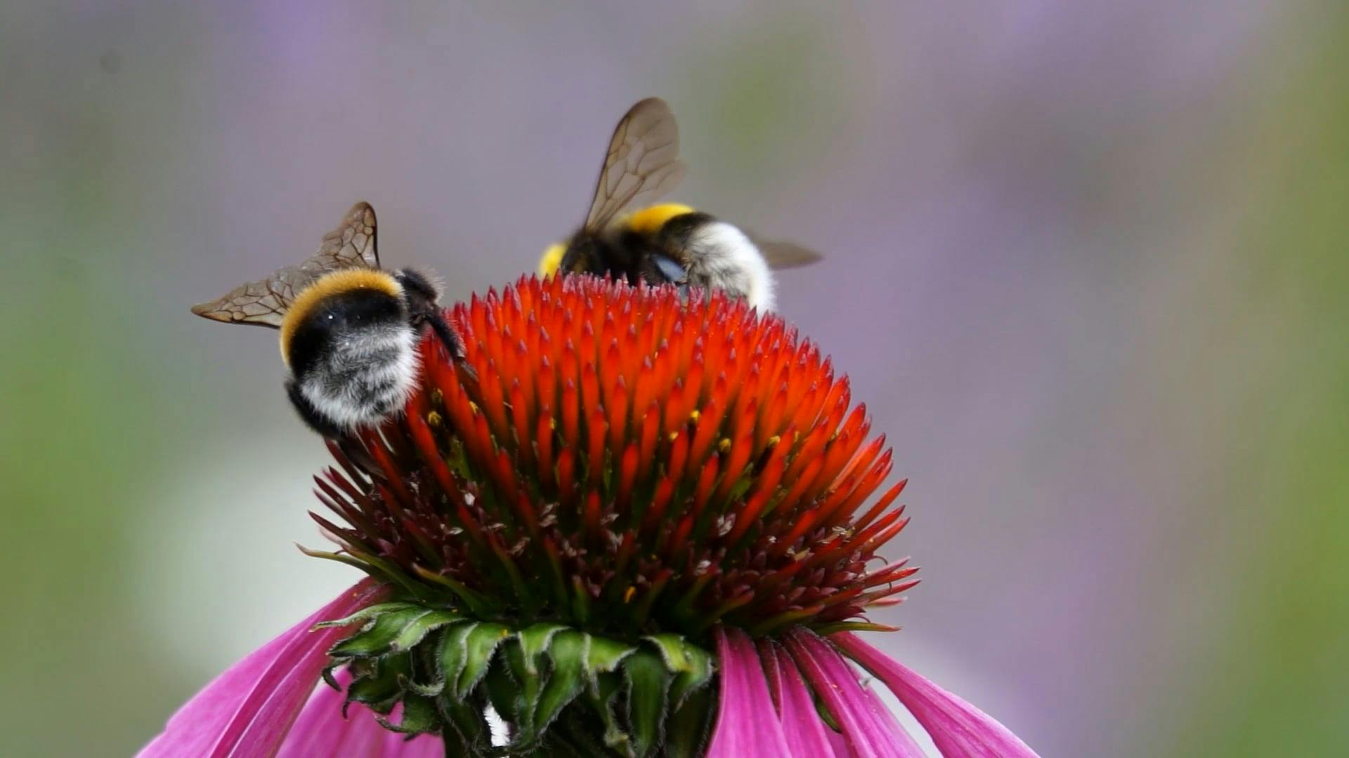 Echinacea Pollinators Videos, Download The BEST Free 4k Stock Video ...