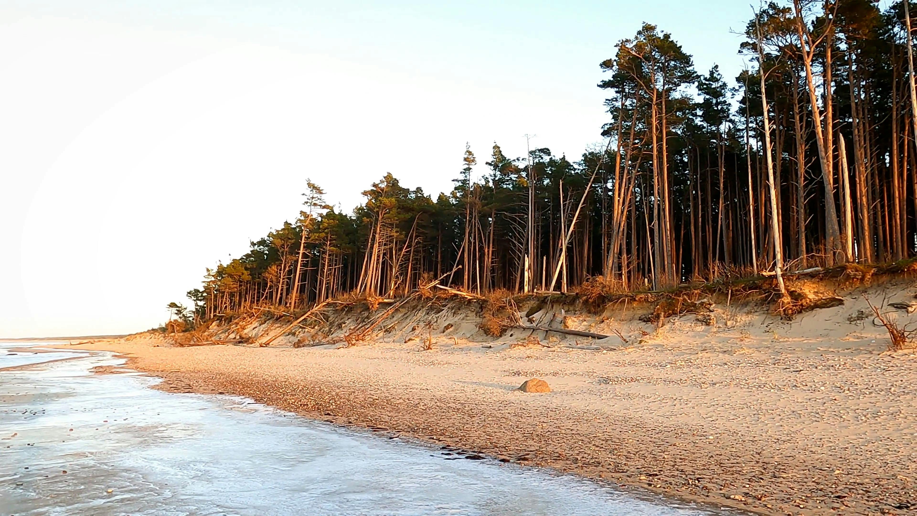 Landscape With Forest and Beach Free Stock Video Footage, Royalty-Free ...