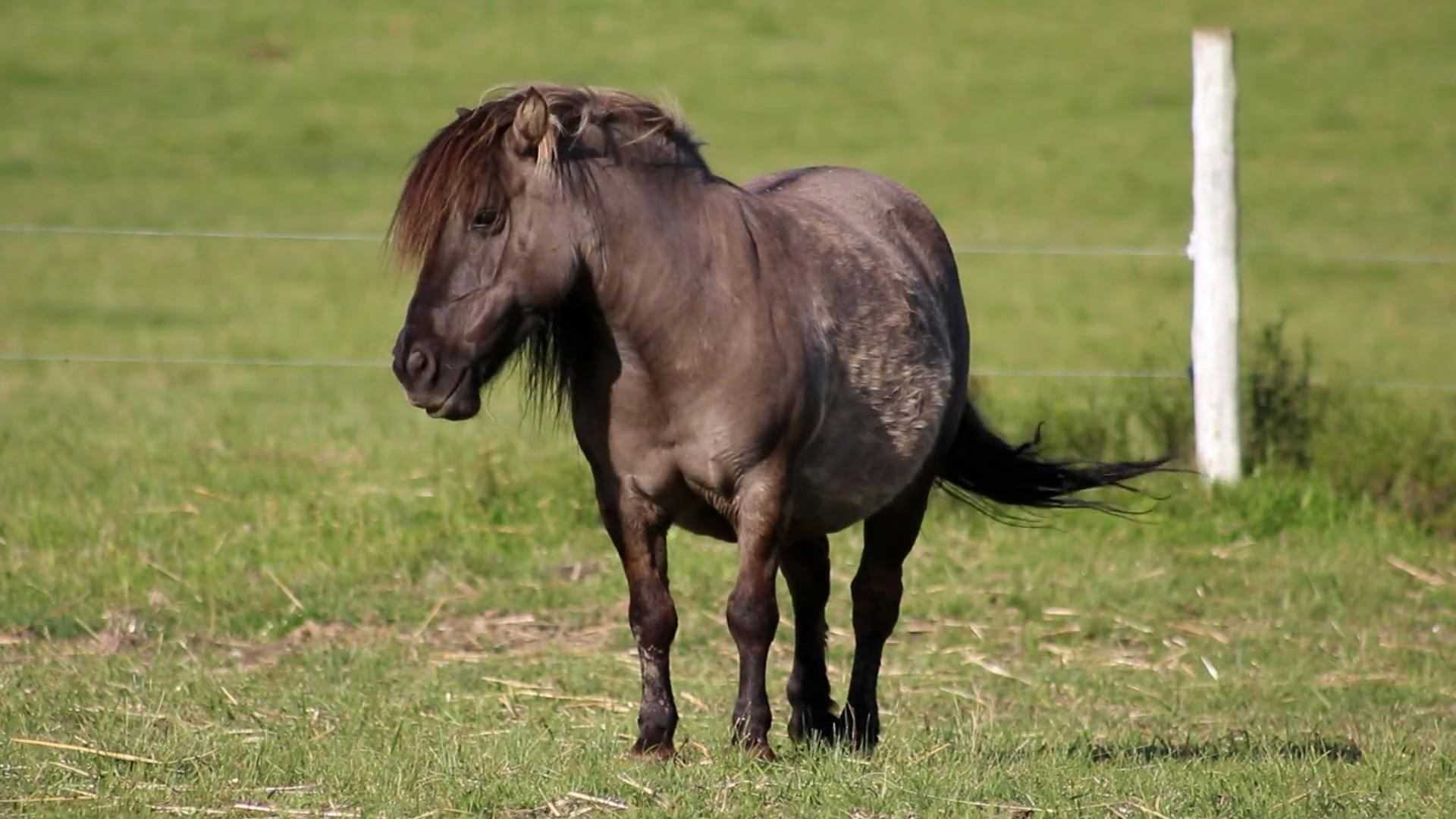 Pony Standing on Grass Free Stock Video Footage, Royalty-Free 4K & HD ...