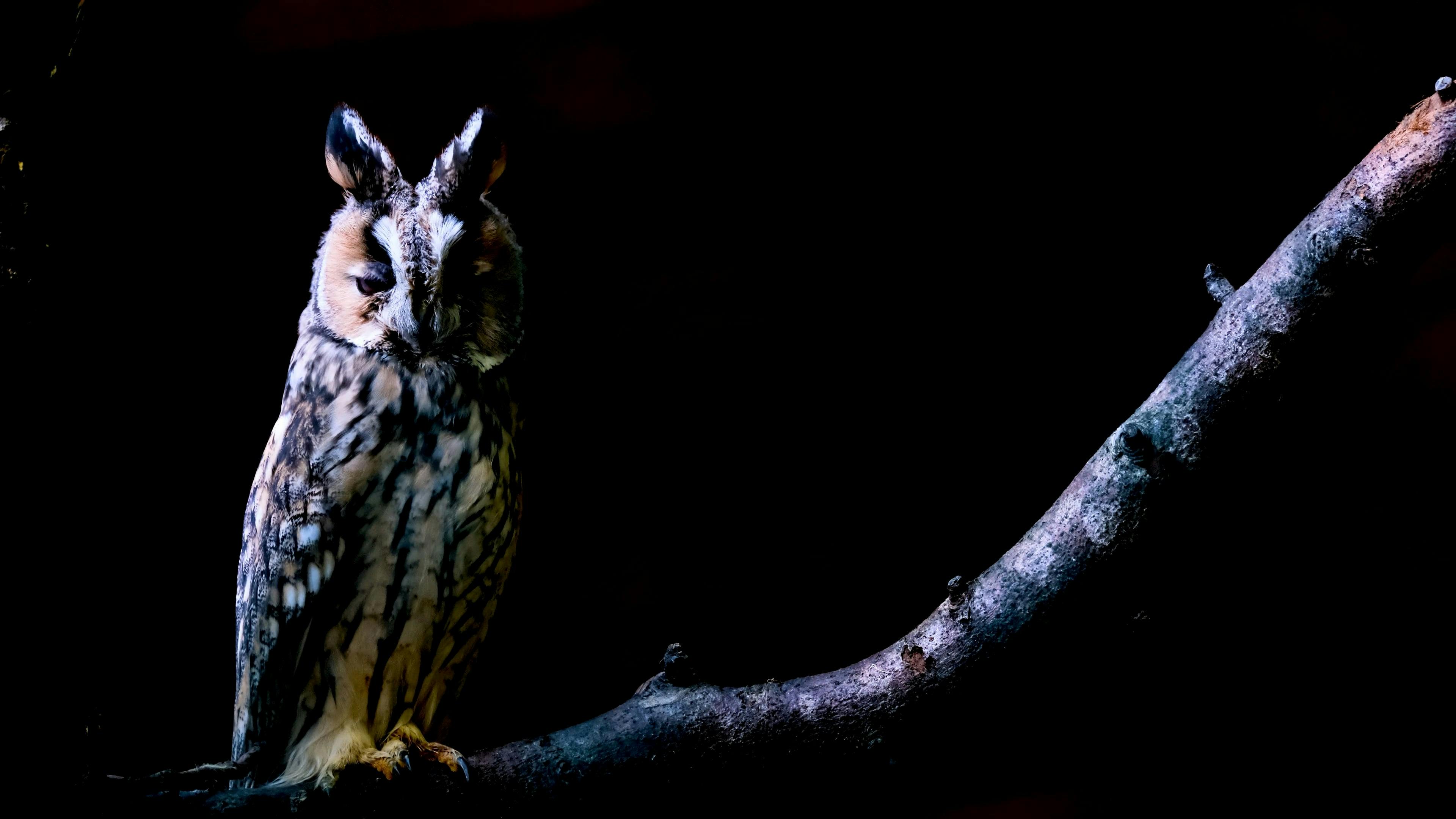 Owl In Dark Videos, Download The BEST Free 4k Stock Video Footage & Owl ...