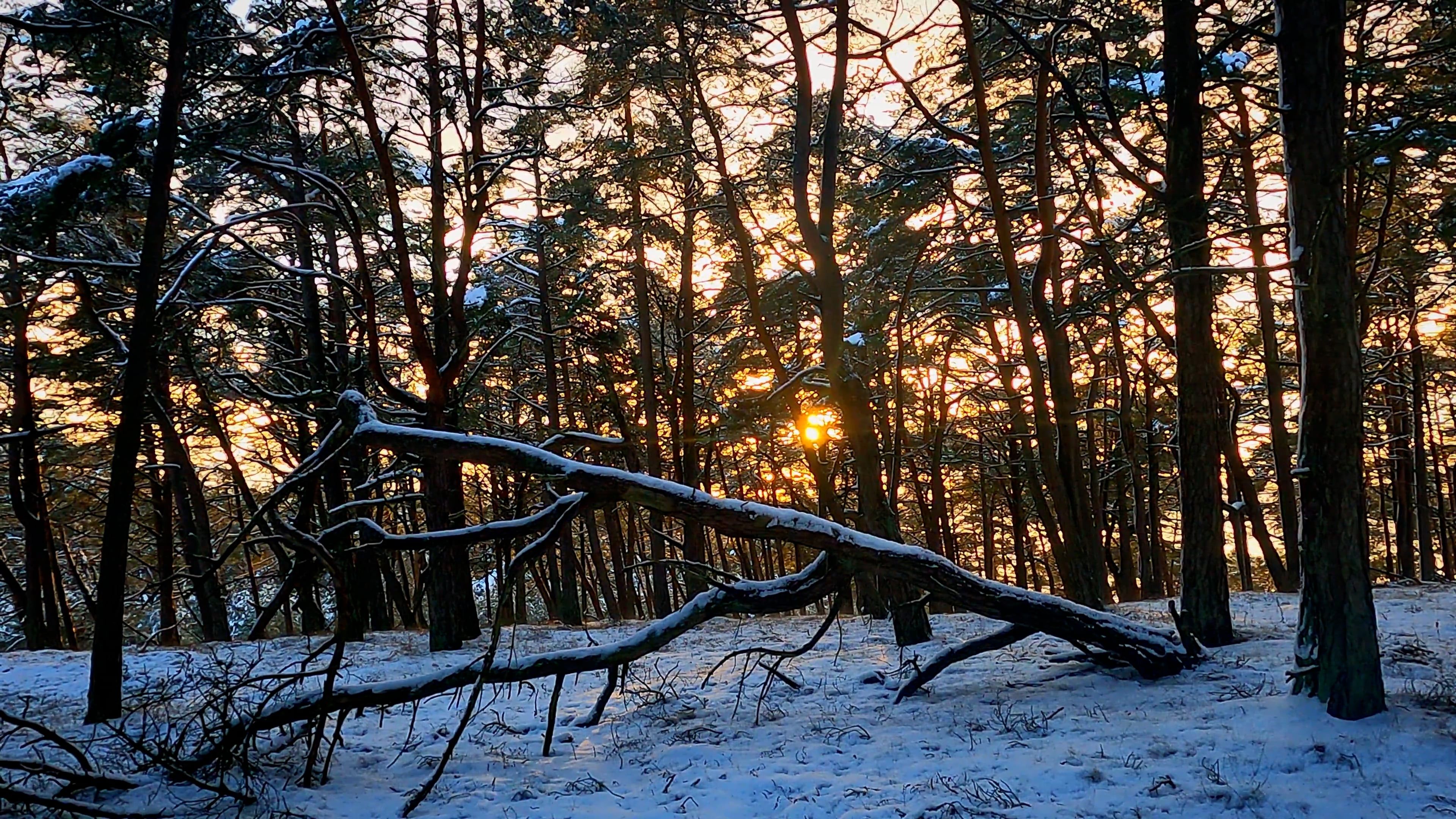 Forest in Winter at Sunset Free Stock Video Footage, Royalty-Free 4K ...