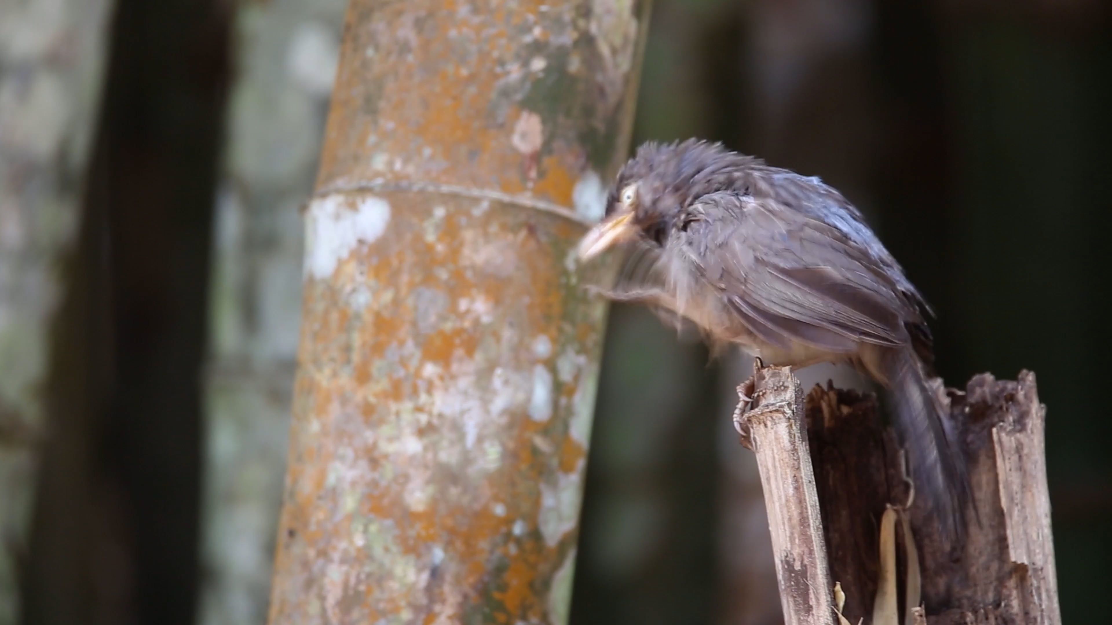 Bird Perching and Grooming Free Stock Video Footage, Royalty-Free 4K ...