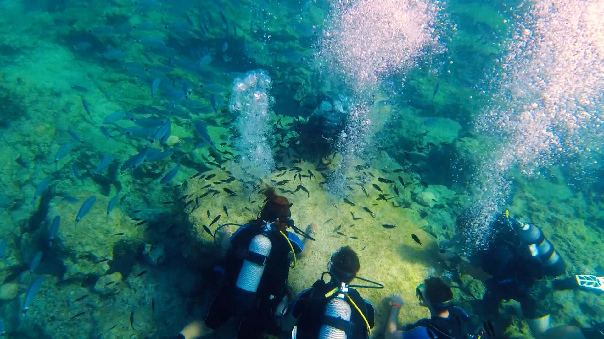 Video Of Fishes Underwater Free Stock Video Footage, Royalty-Free 4K ...