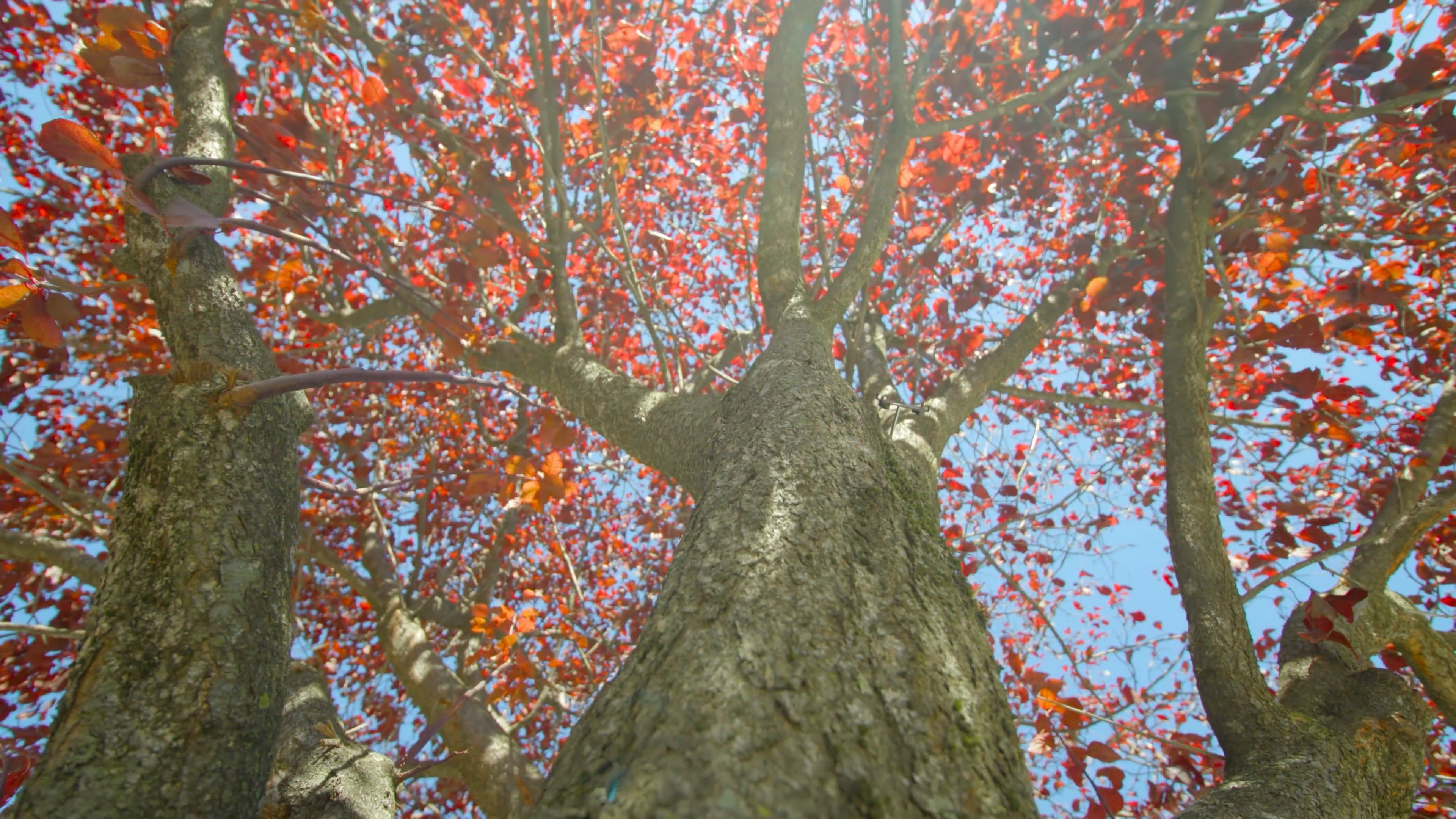 A Tree With Red Leaves Free Stock Video Footage, Royalty-Free 4K & HD ...