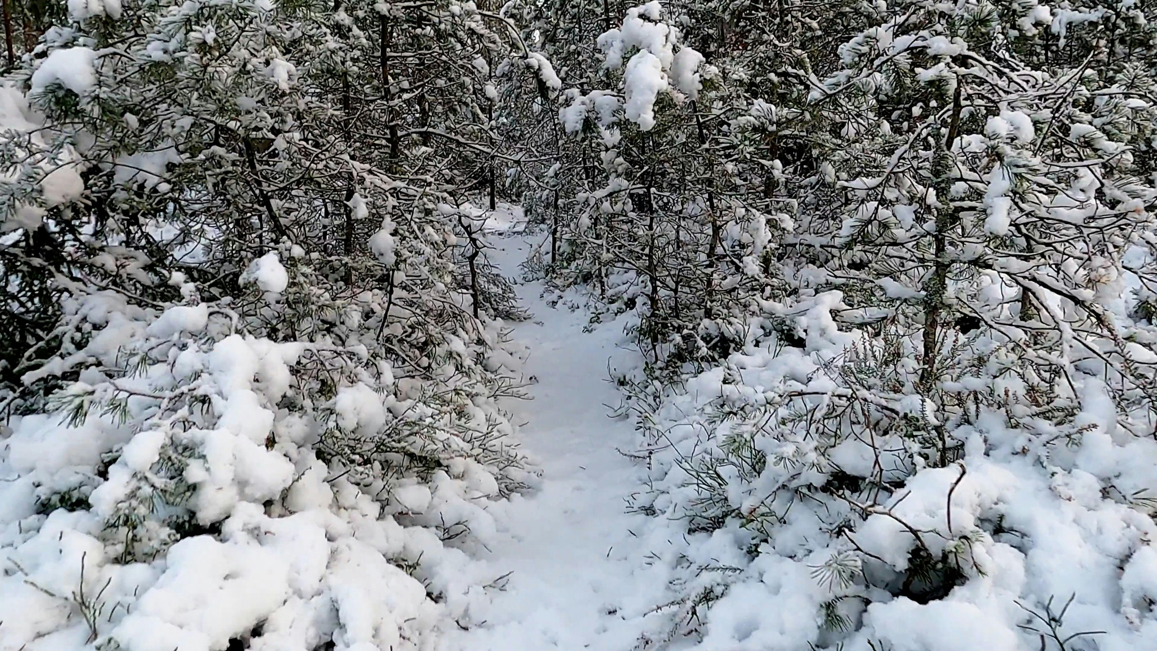 Snow Falling Off On A Branch Of A Tree Free Stock Video Footage ...