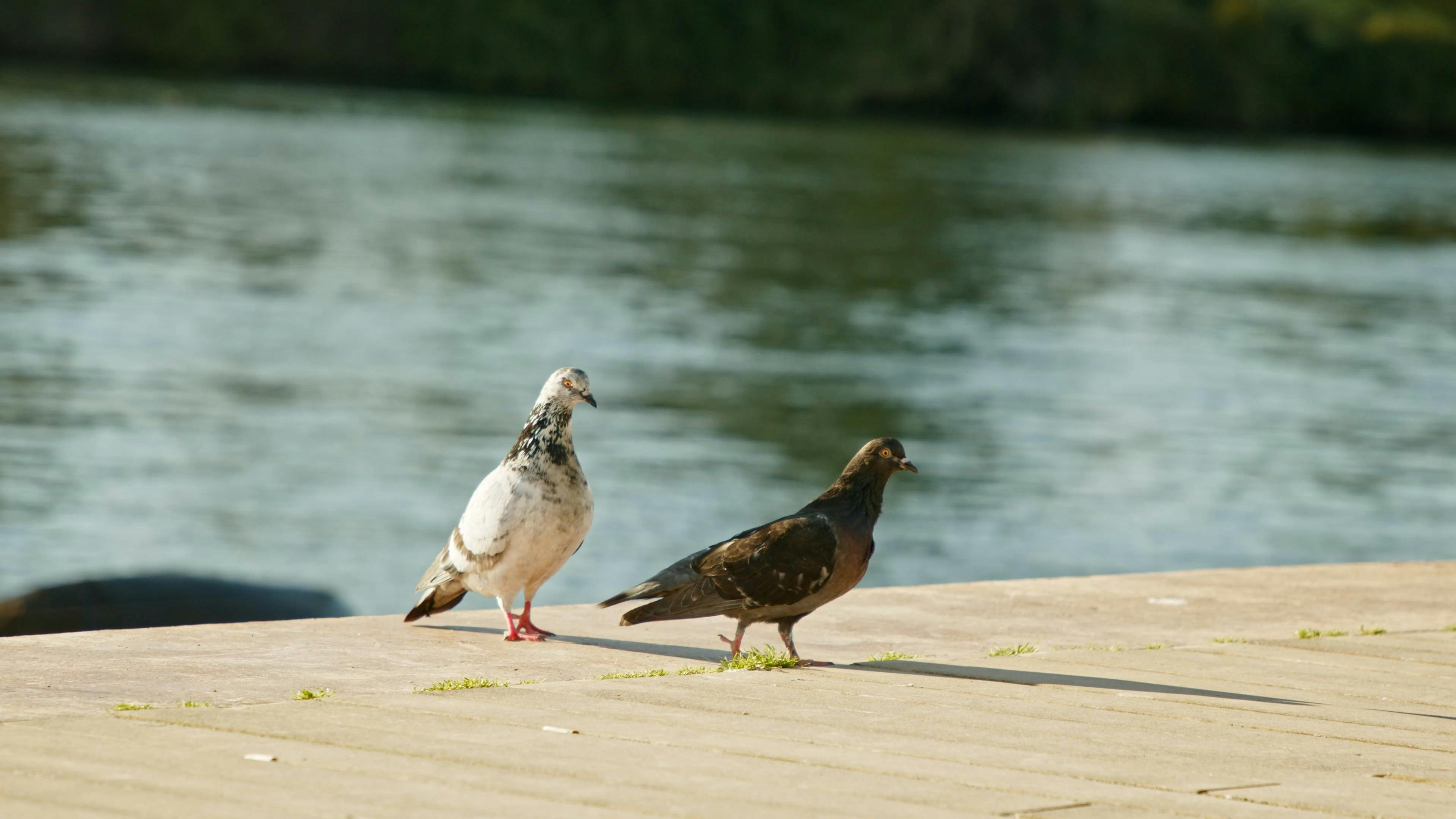 Birds Walking Videos, Download The BEST Free 4k Stock Video Footage ...