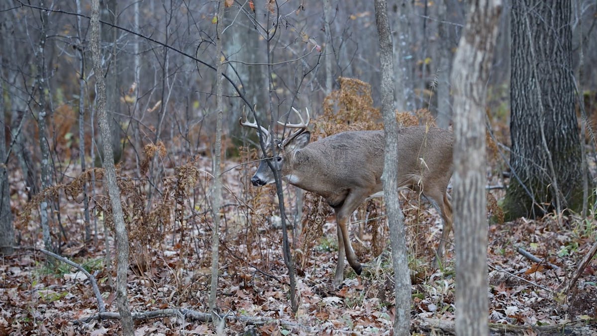 Deer Hunting Videos, Download The BEST Free 4k Stock Video Footage ...