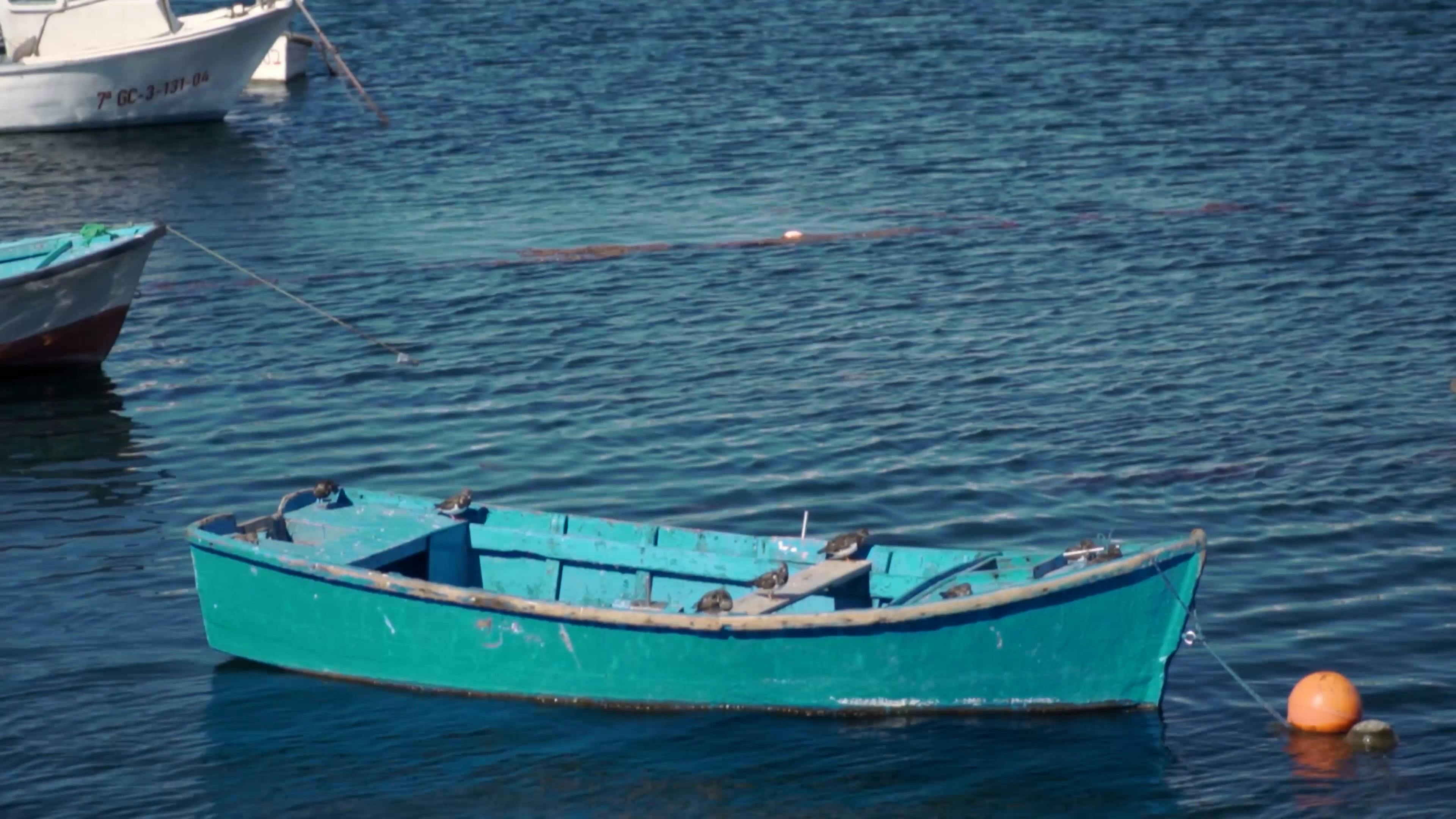 Vídeos de stock gratuitos sobre amarrado, animales, aves, barca, bote ...