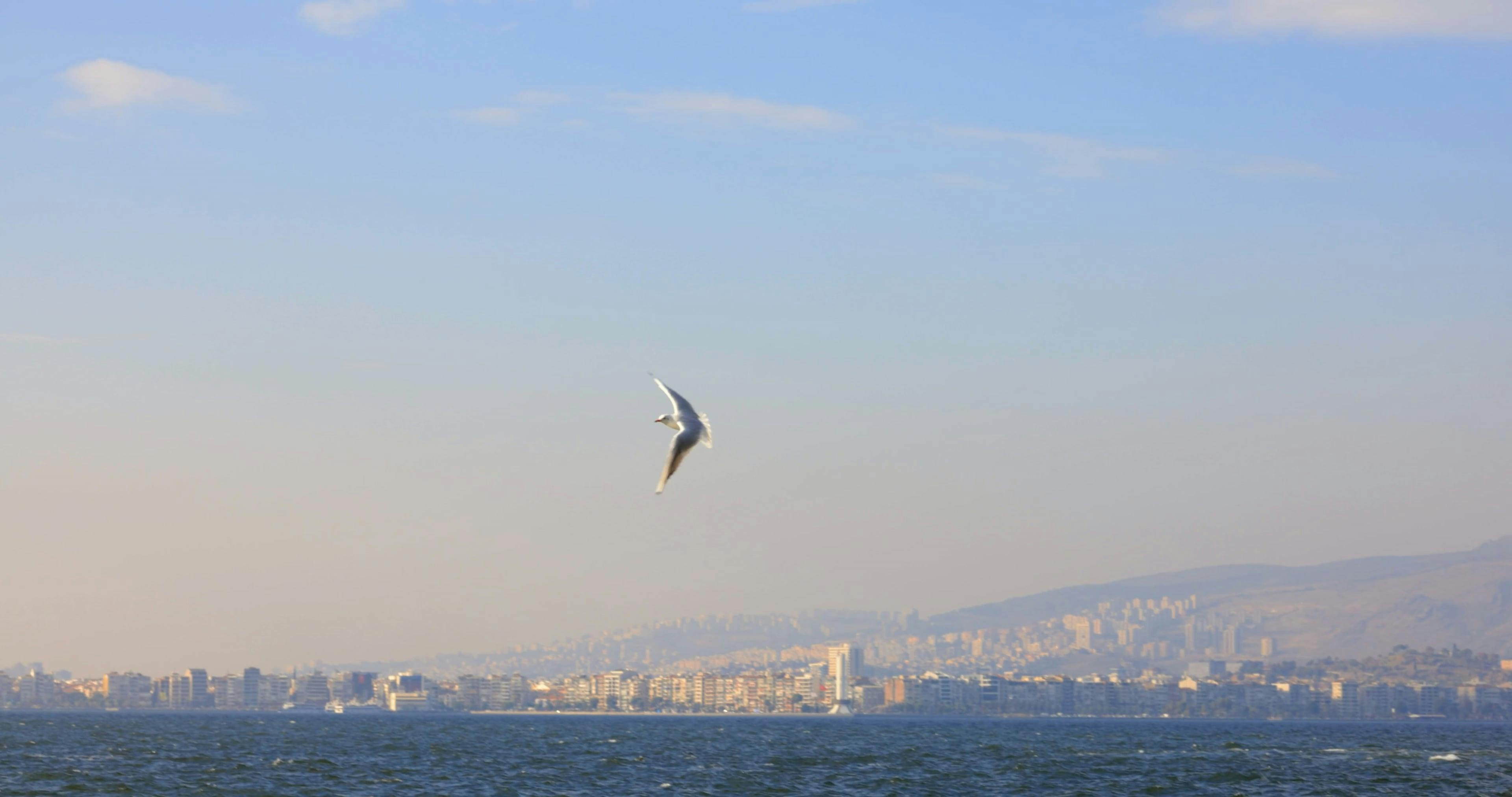 Hunting Turkey Videos, Download The BEST Free 4k Stock Video Footage ...