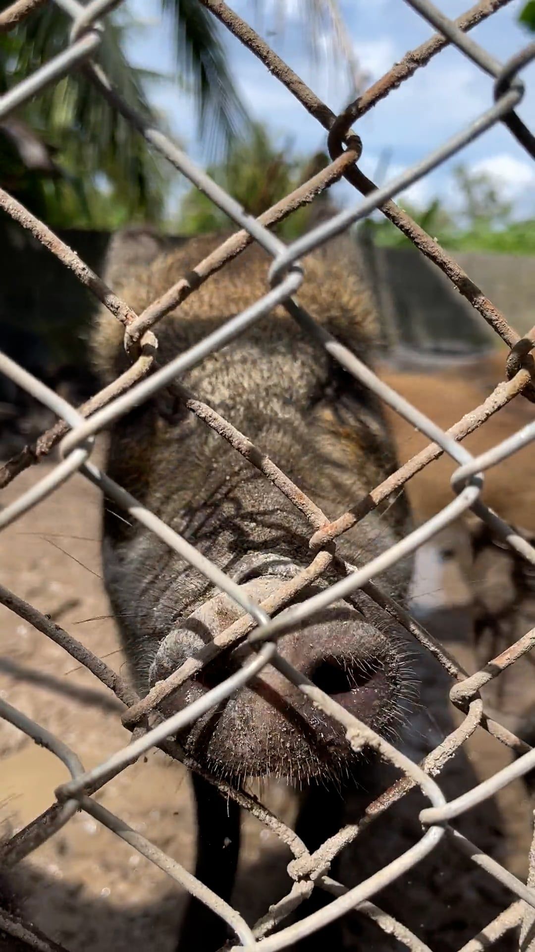 Pig Enclosure Videos, Download The BEST Free 4k Stock Video Footage ...