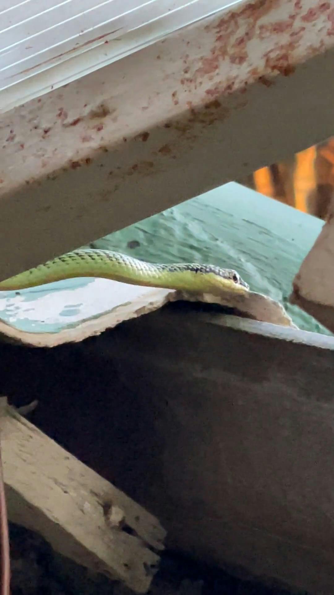 Close Up of a Snake Moving Free Stock Video Footage, Royalty-Free 4K ...