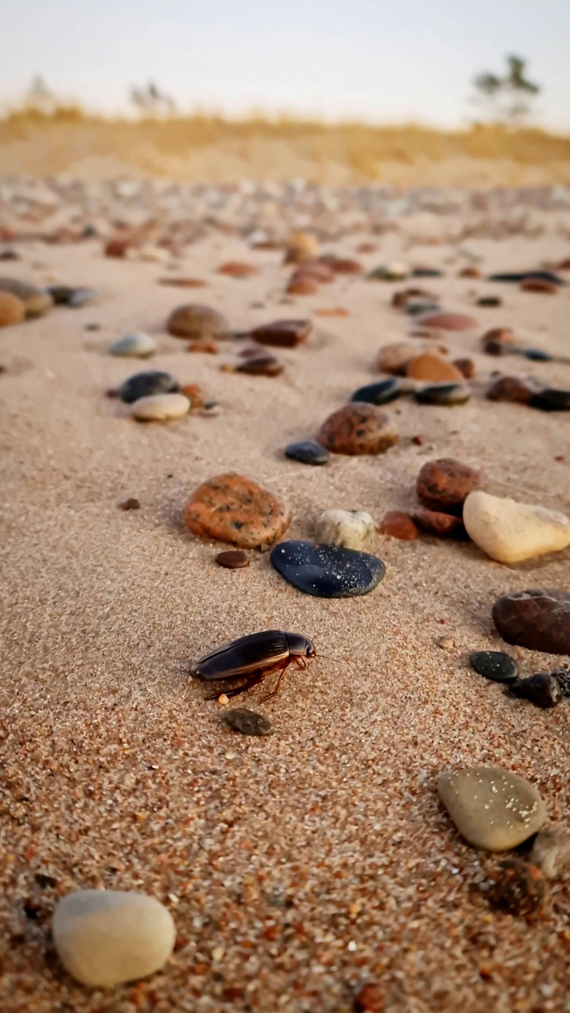 Pebbles on Sand on Beach · Free Stock Video