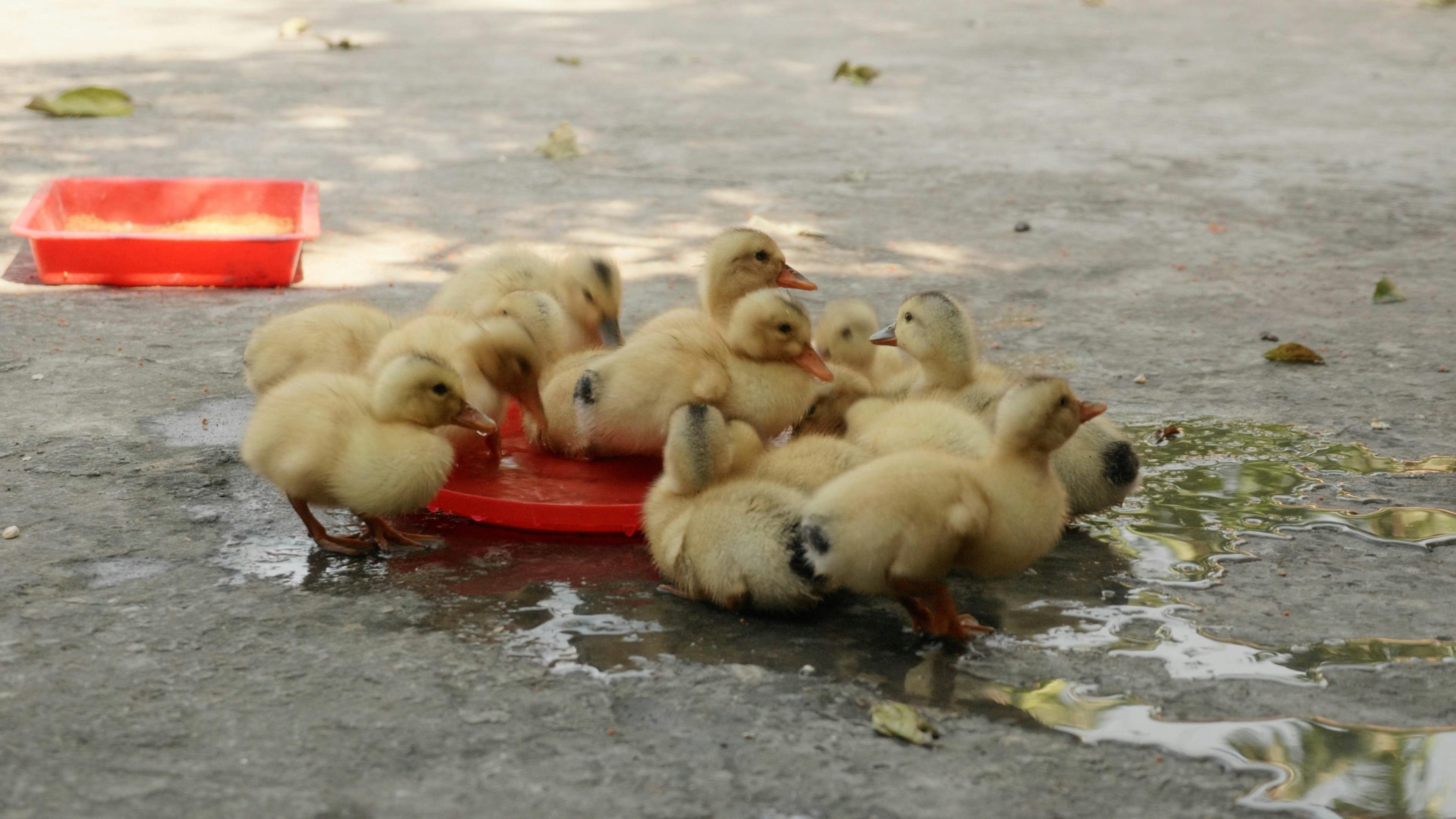 Animated Duck Videos, Download The BEST Free 4k Stock Video Footage ...