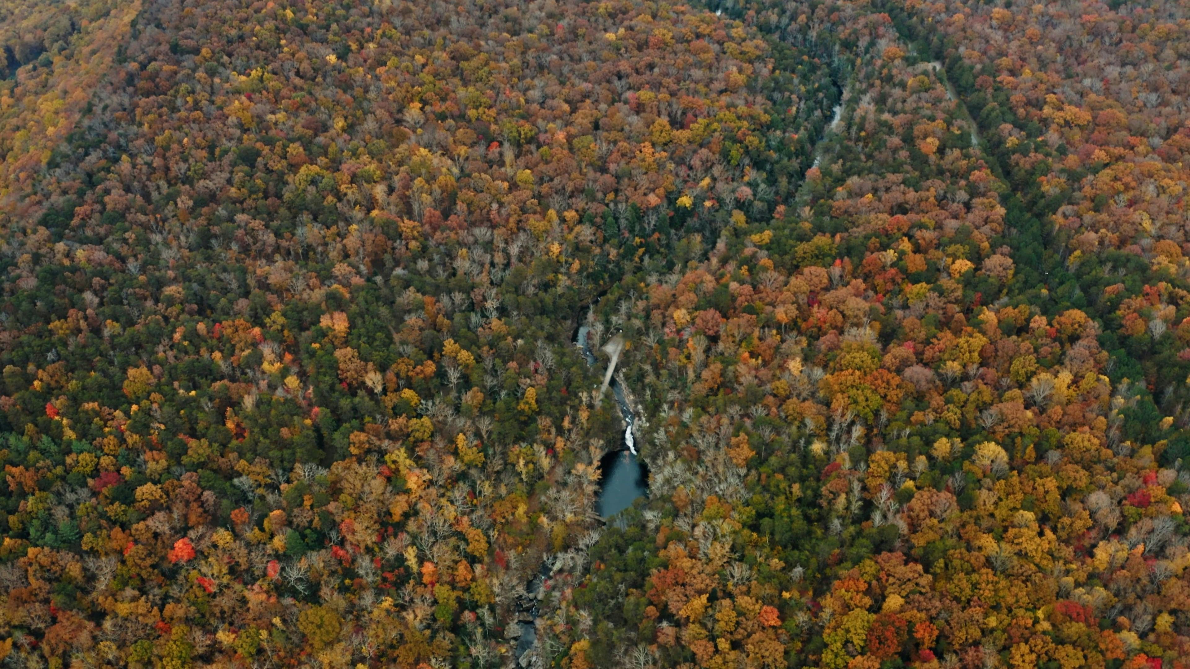 Changing Colors Of A Mountain Forest In Autumn · Free Stock Video