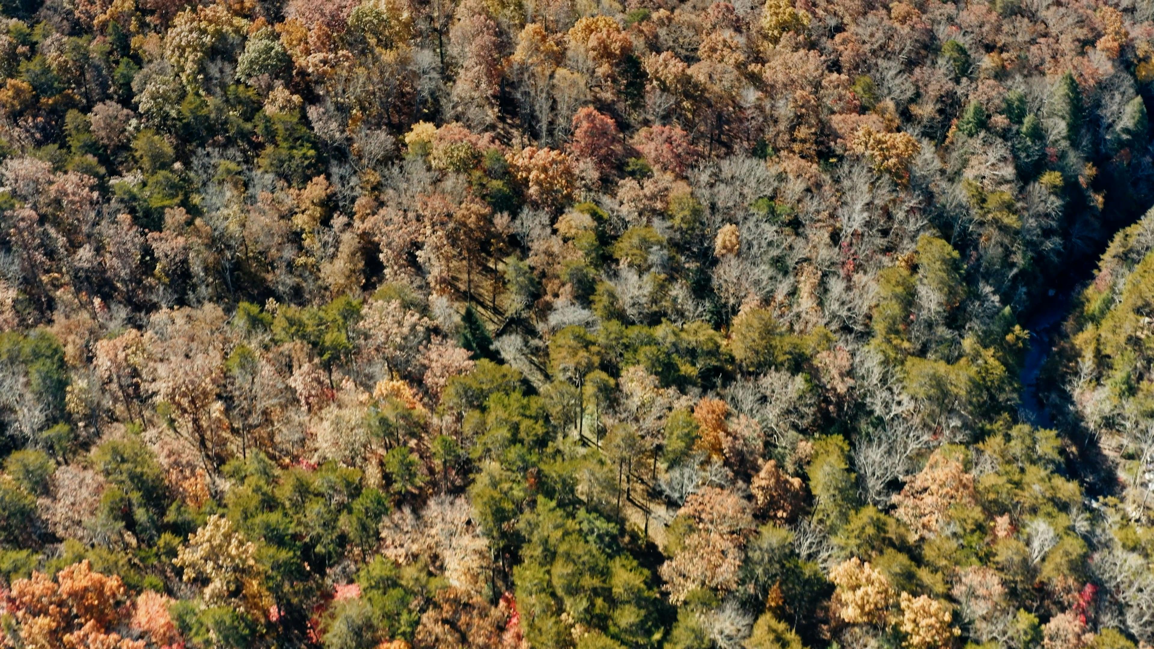 Changing Colors Of A Mountain Forest In Autumn · Free Stock Video