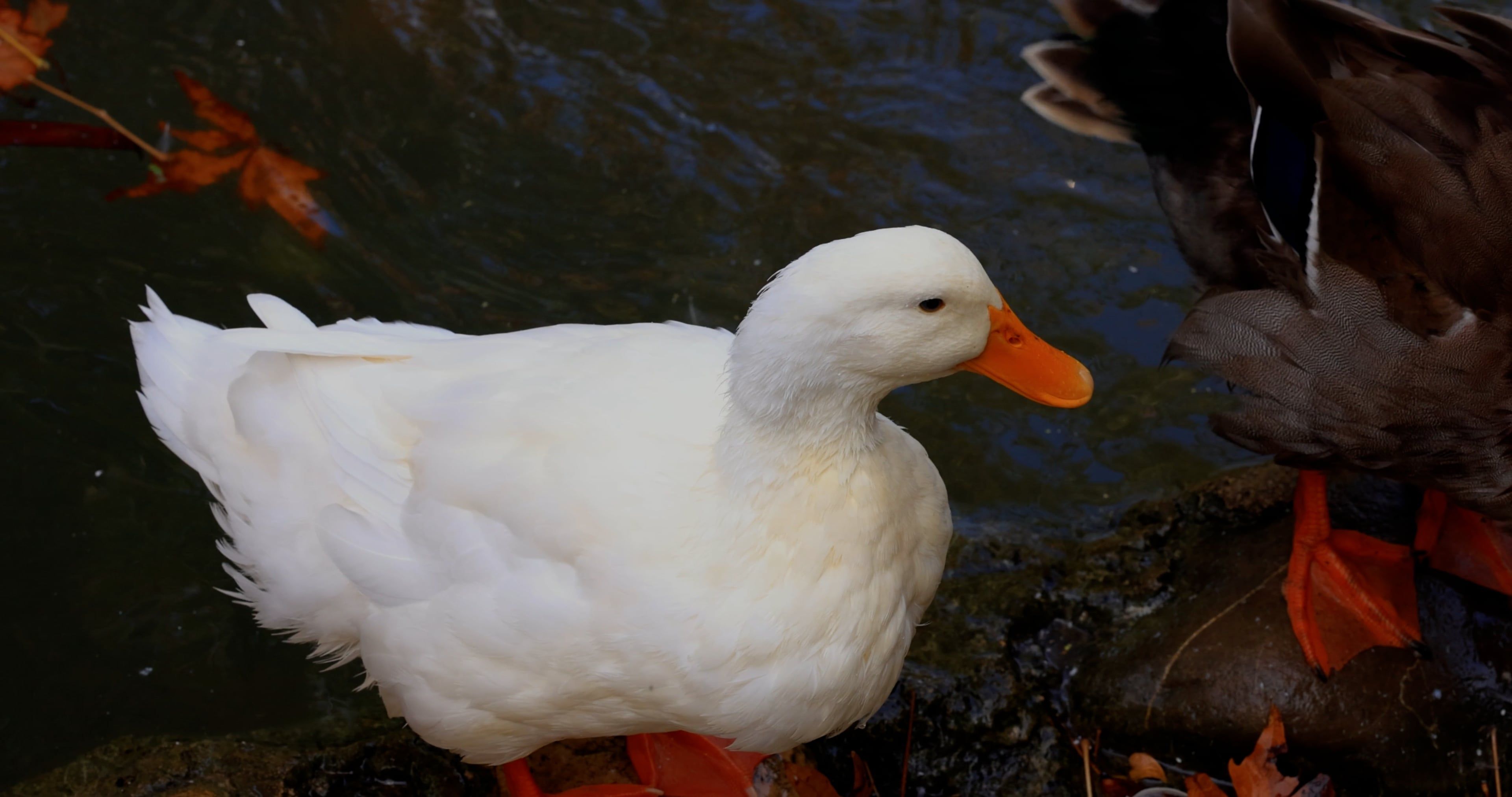 Shaking Tail Videos, Download The BEST Free 4k Stock Video Footage ...