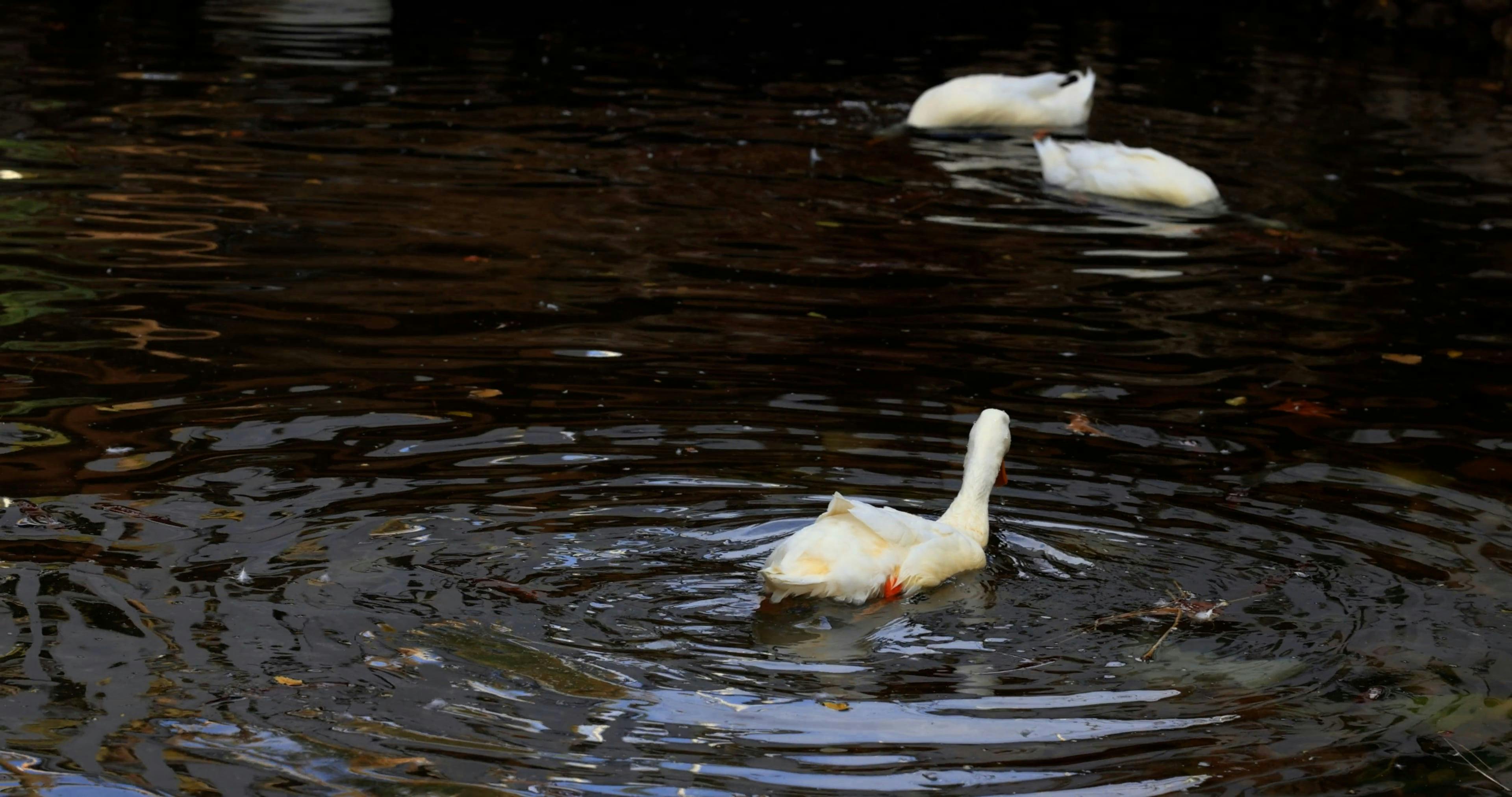 Goose Background Videos, Download The BEST Free 4k Stock Video Footage ...