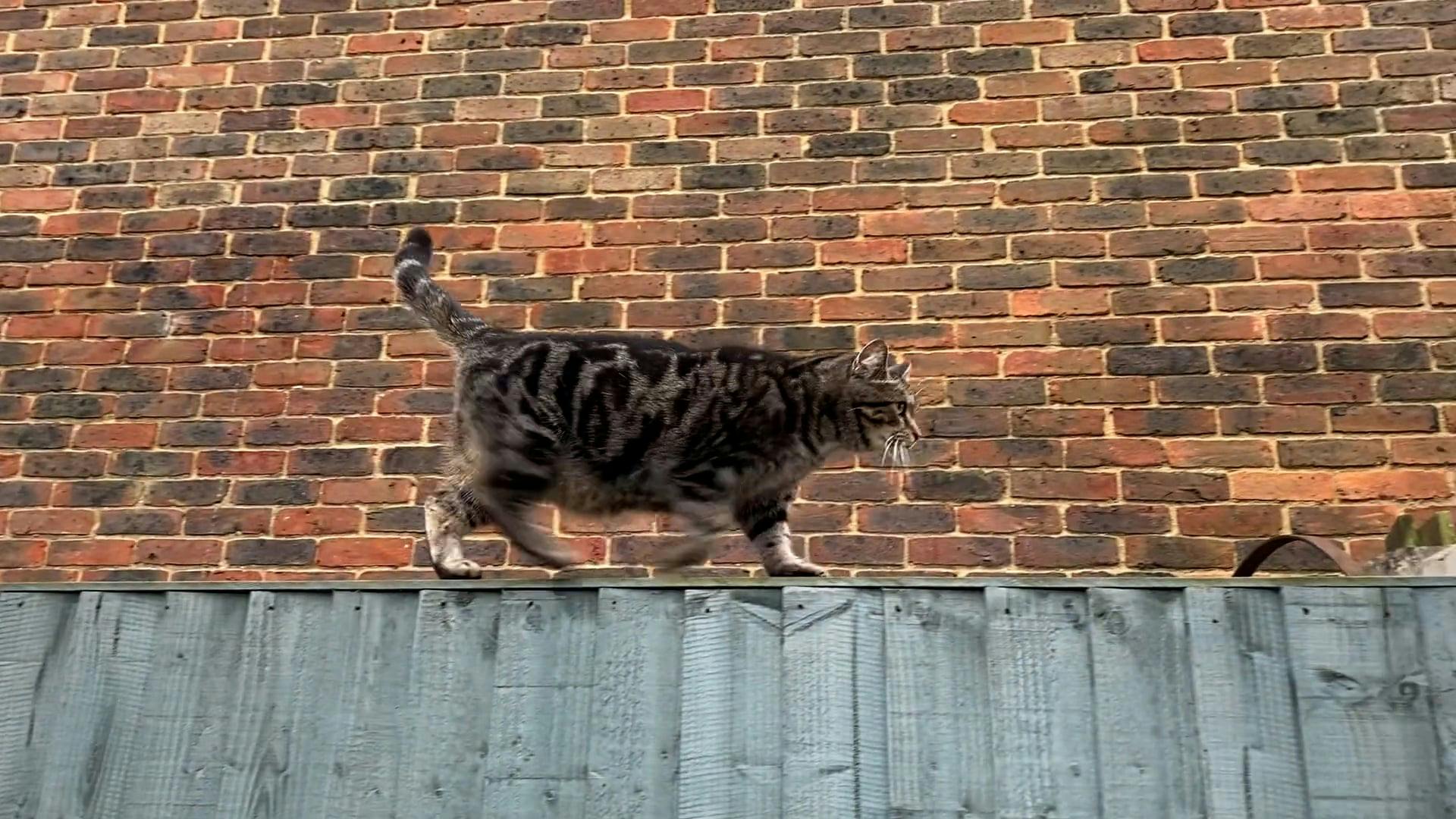 A Pet Cat Standing On The Brick Floor Of A Garden Free Stock Video ...