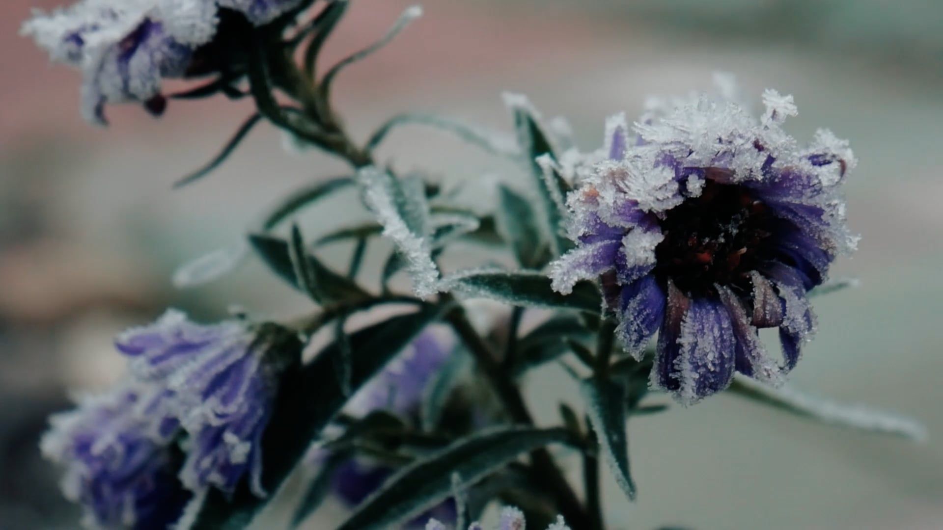 Frost on Purple Flowers Free Stock Video Footage, Royalty-Free 4K & HD ...