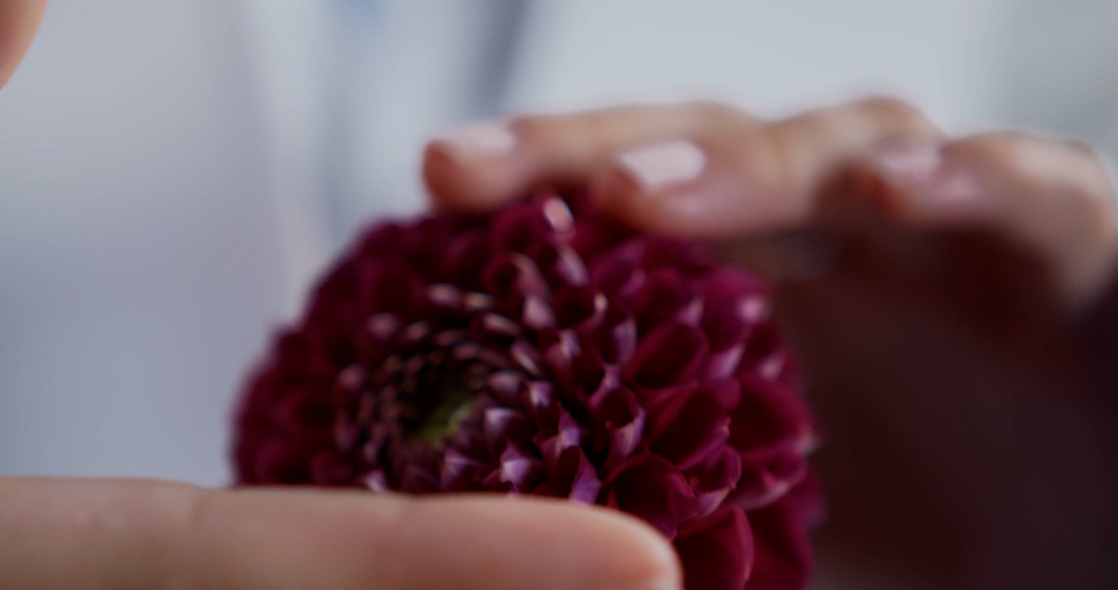 Close-up of Flower in Hands Free Stock Video Footage, Royalty-Free 4K ...