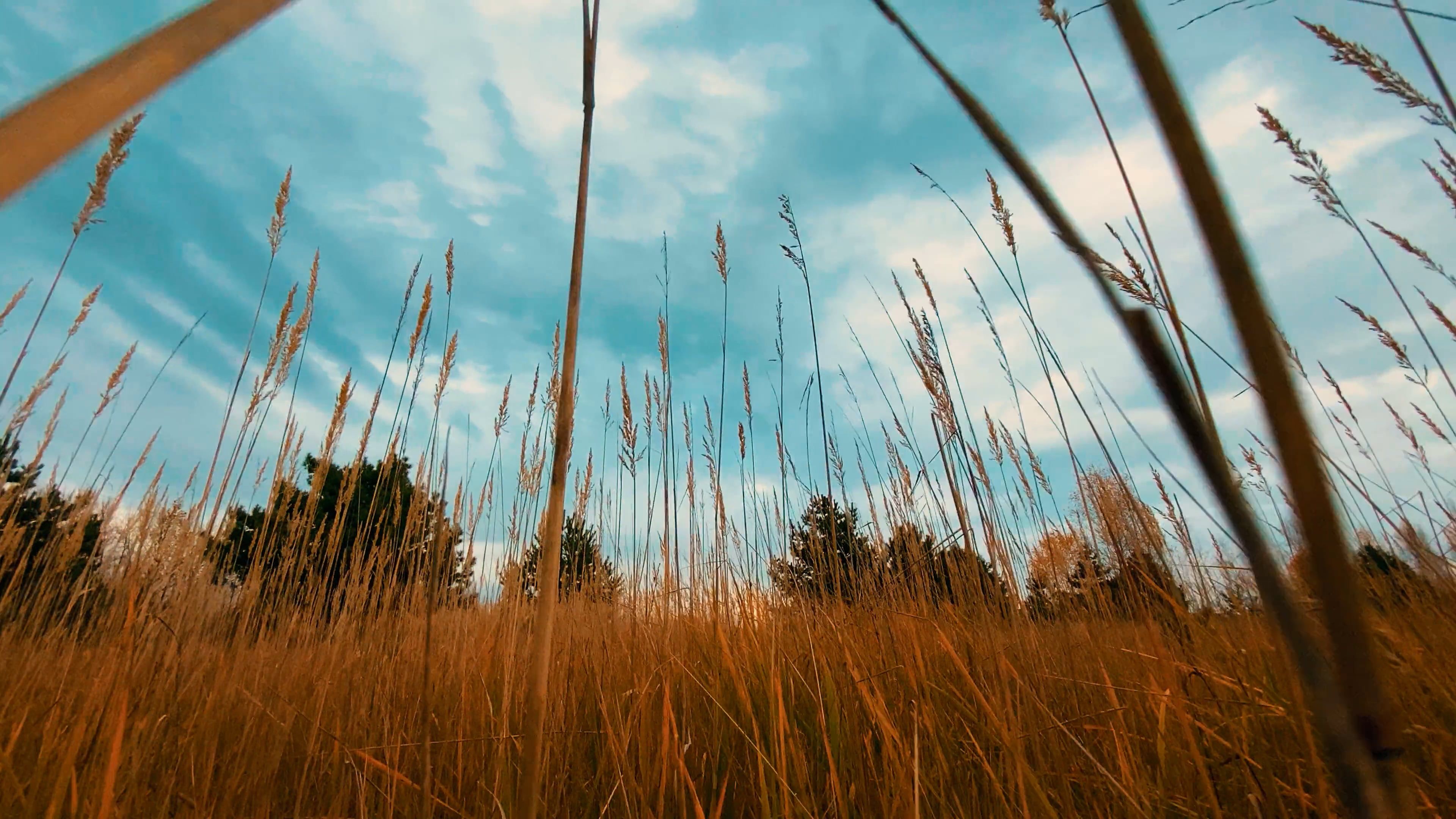 Camera Moving Through Grass in Meadow Free Stock Video Footage, Royalty ...