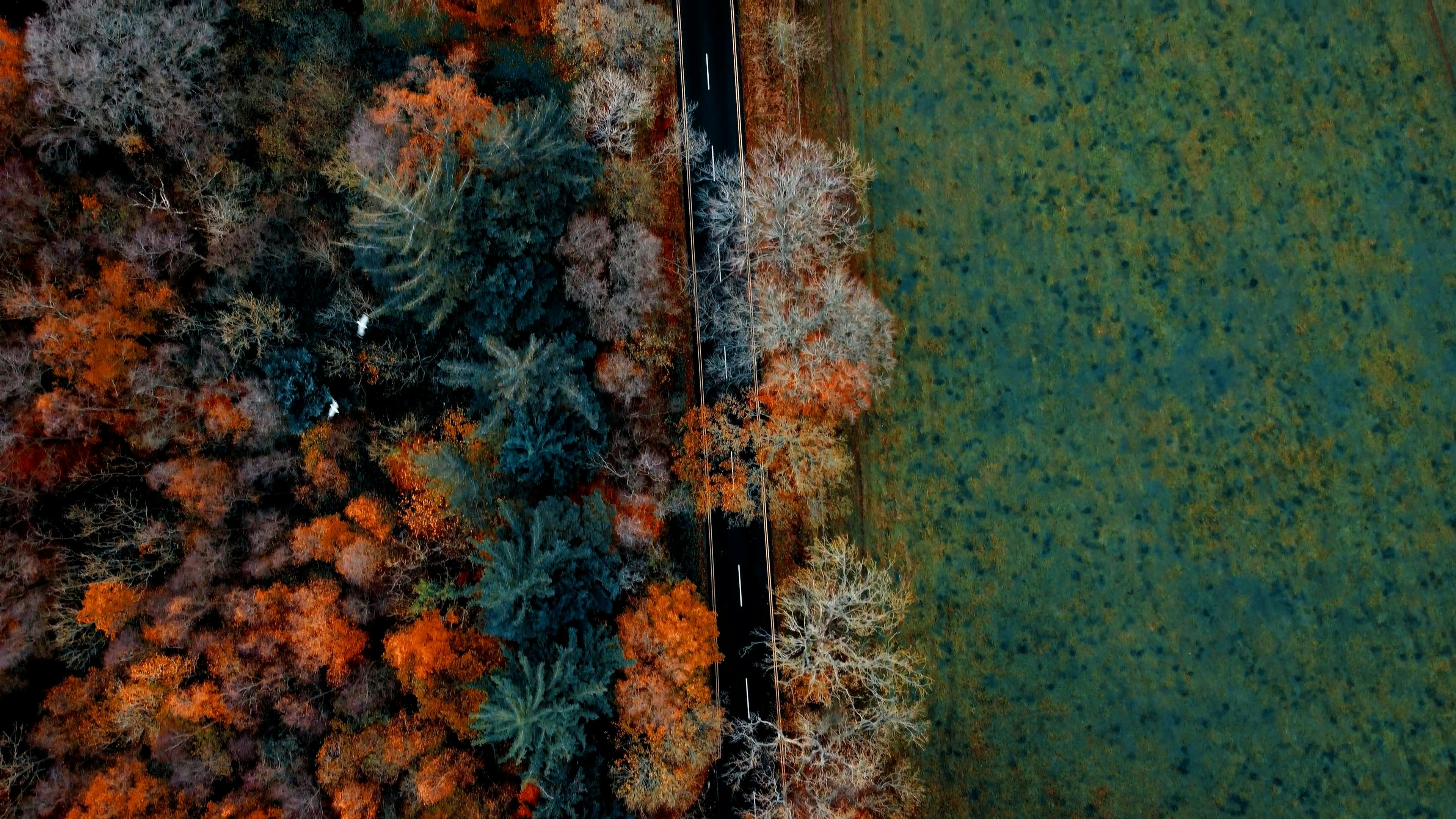 Bird's Eye View of Forest Trees Free Stock Video Footage, Royalty-Free ...