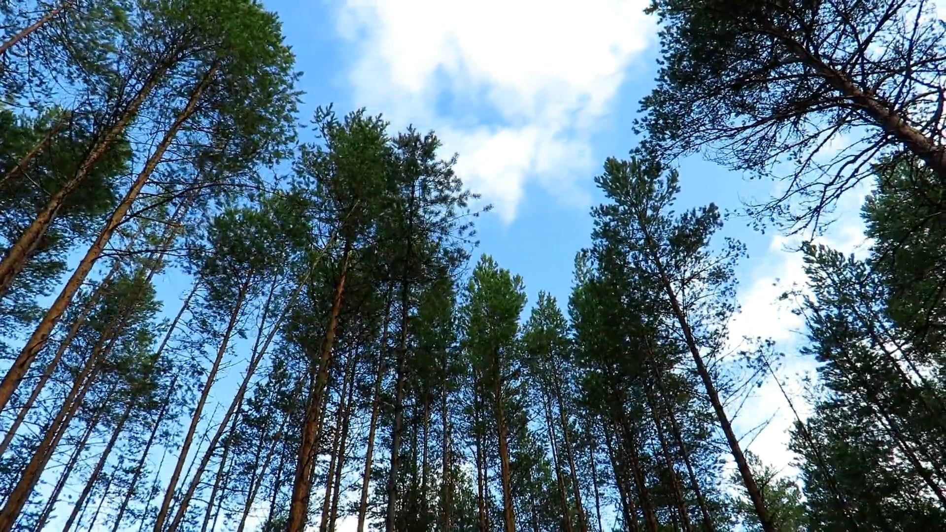 Low Angle View of Trees Free Stock Video Footage, Royalty-Free 4K & HD ...