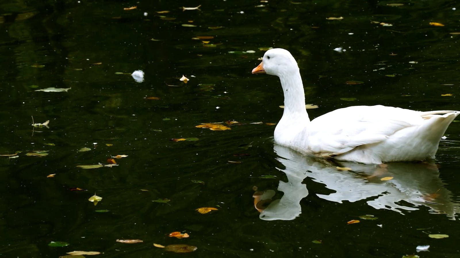 Slow Swan Videos, Download The BEST Free 4k Stock Video Footage & Slow ...