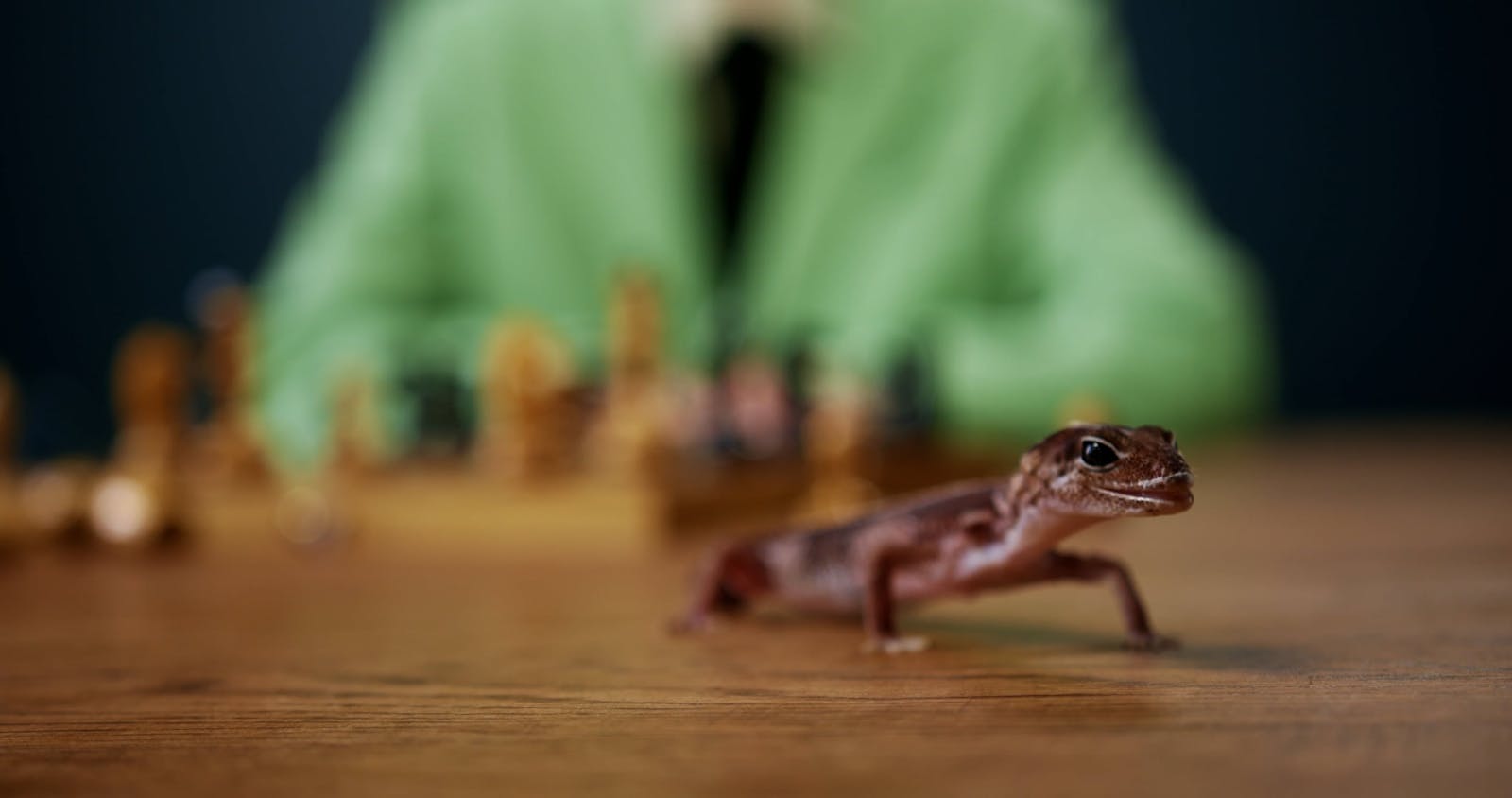 Gecko Videos, Download The BEST Free 4k Stock Video Footage & Gecko HD ...