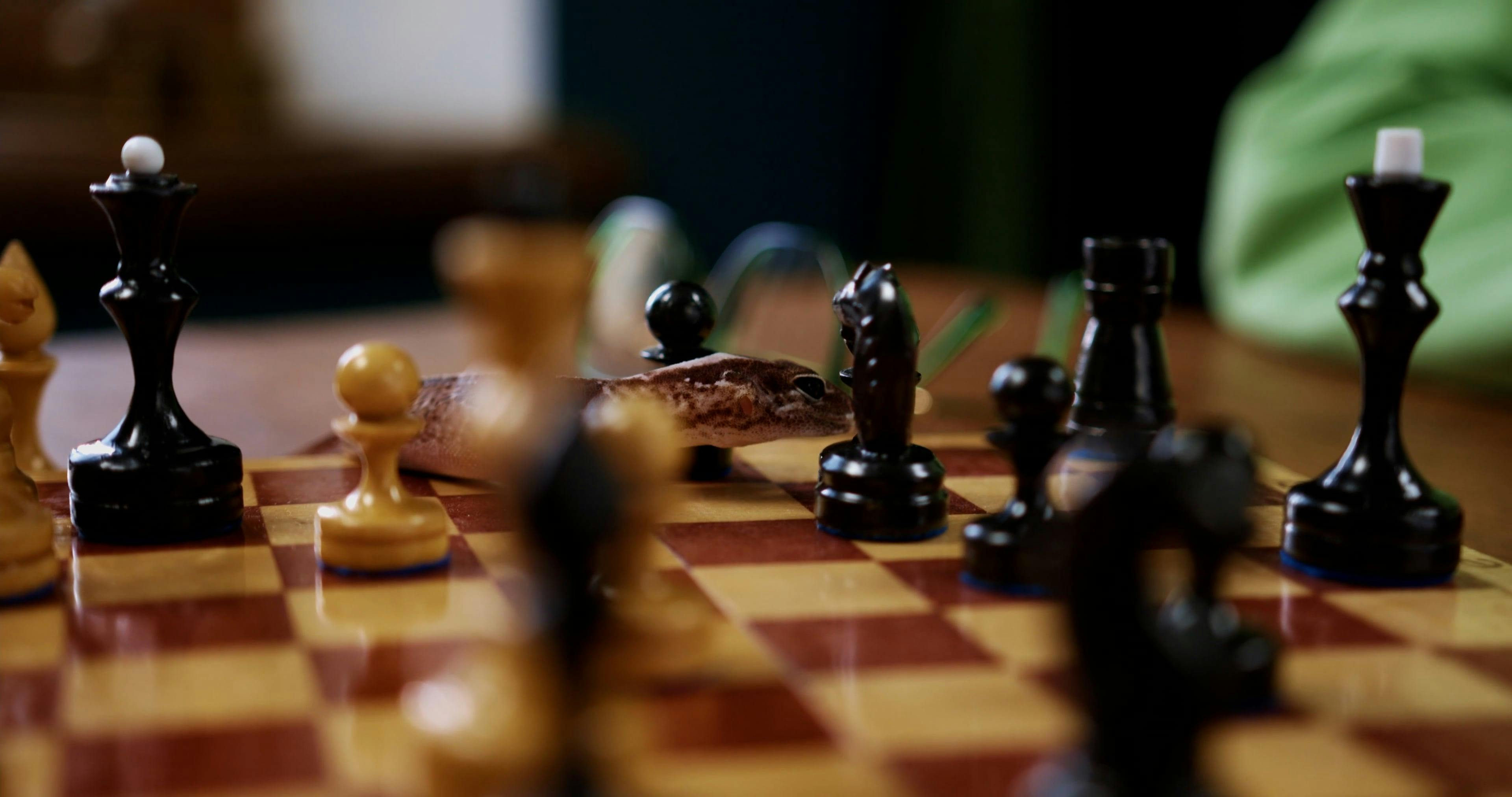 King Texture Videos, Download The BEST Free 4k Stock Video Footage ...