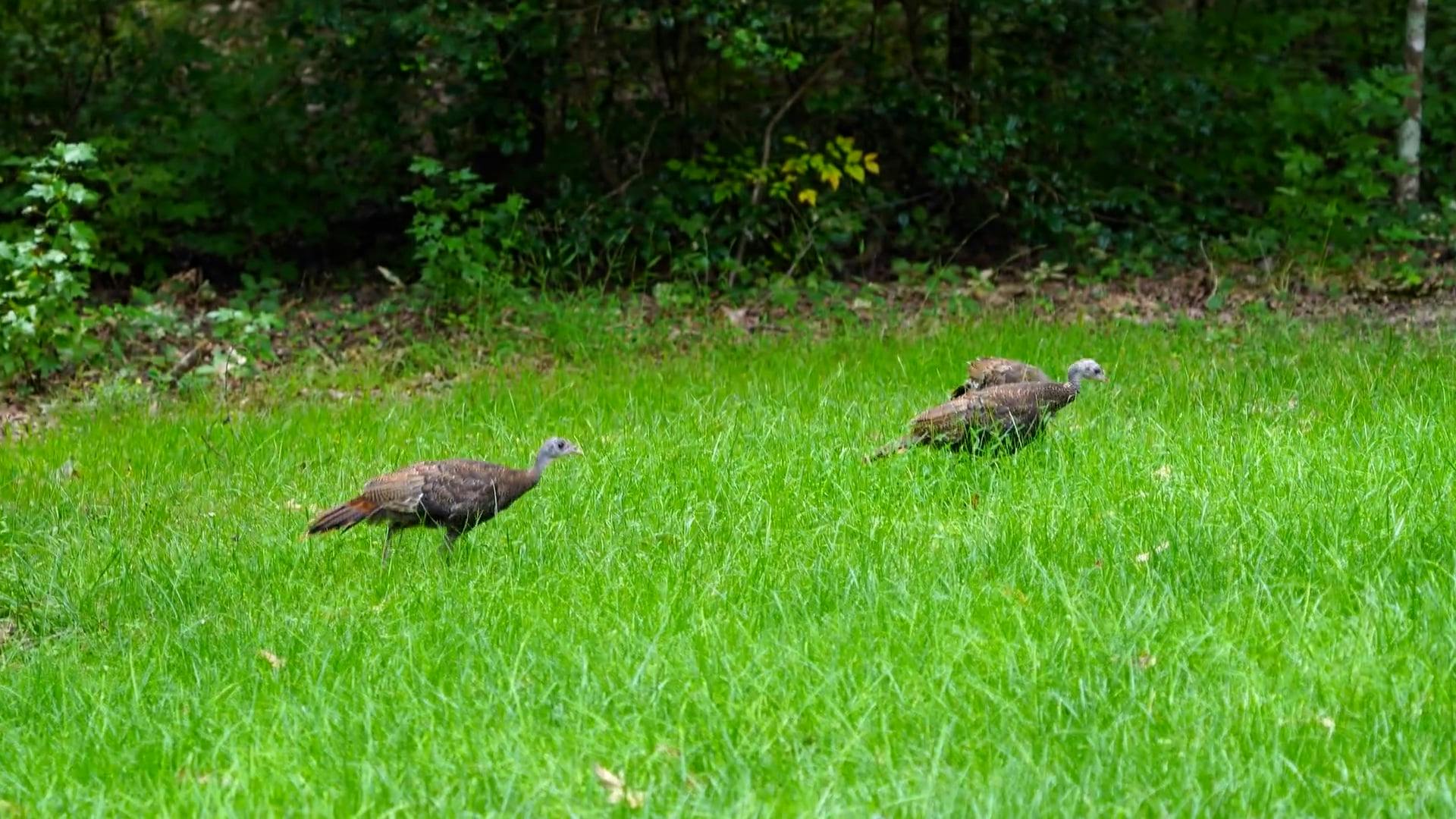 Video of Wild Turkeys Free Stock Video Footage, Royalty-Free 4K & HD ...