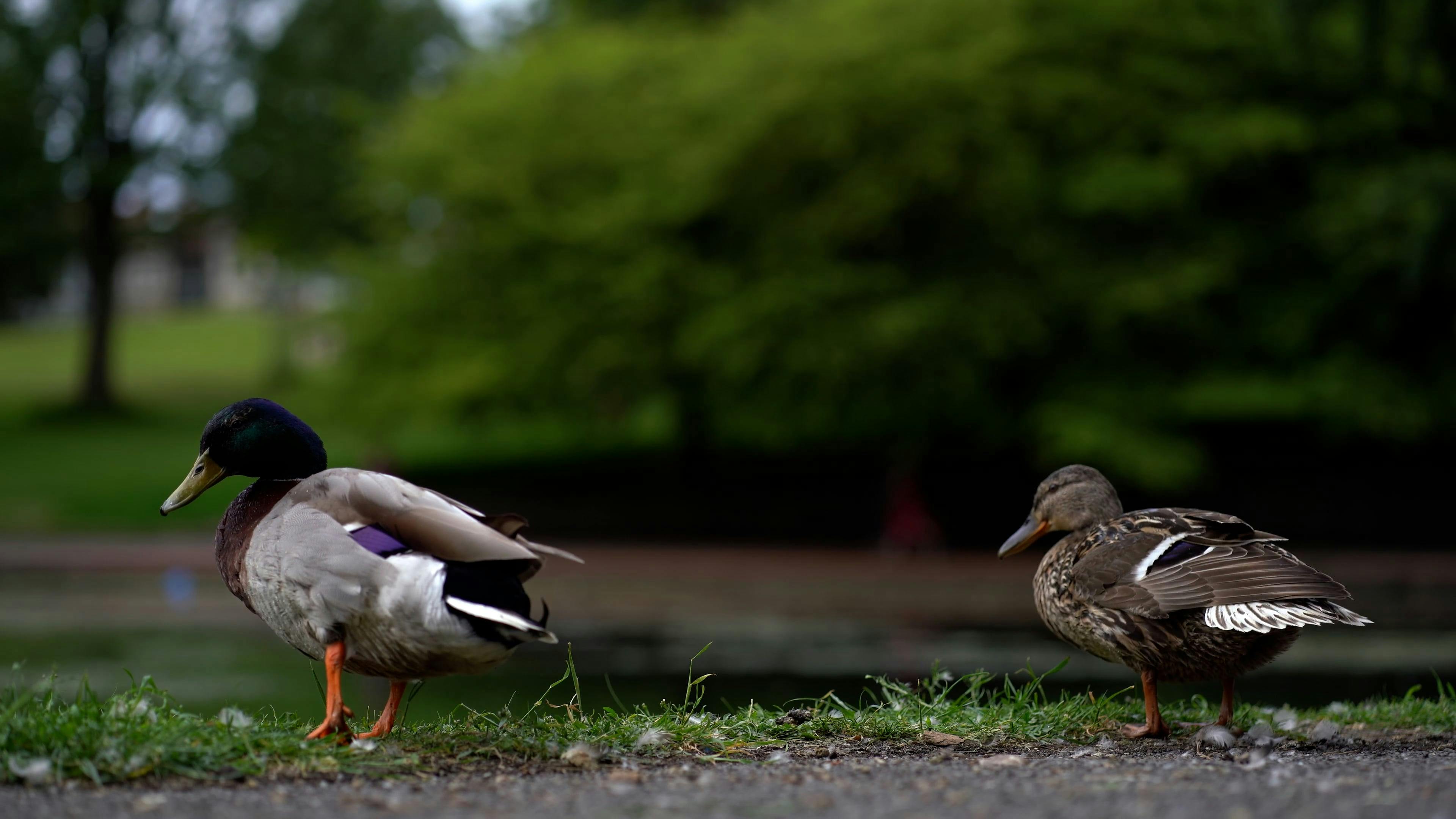 Close up on Ducks Cleaning Themselves Free Stock Video Footage, Royalty ...
