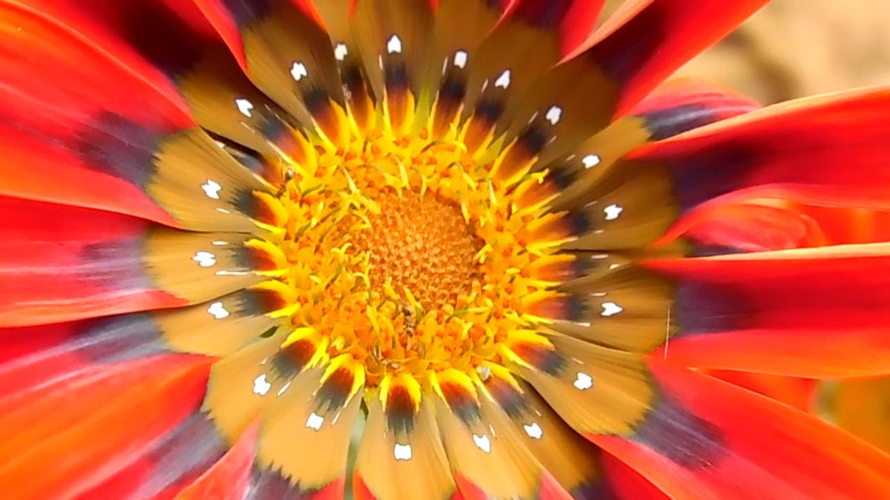 beautiful video of flowers and plants, close-up, macro Free Stock Video ...