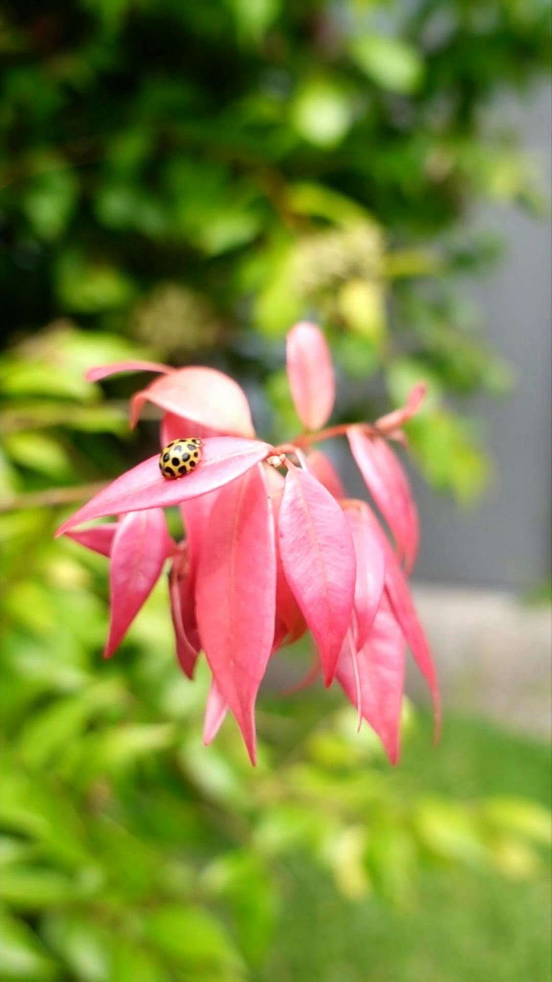 Pink Film Videos, Download The BEST Free 4k Stock Video Footage & Pink ...